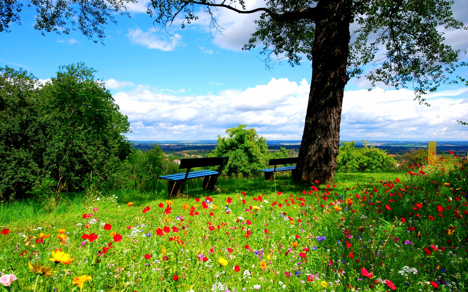 Serene Nature Escape: HD Wallpaper of Flowers and Tranquil Benches
