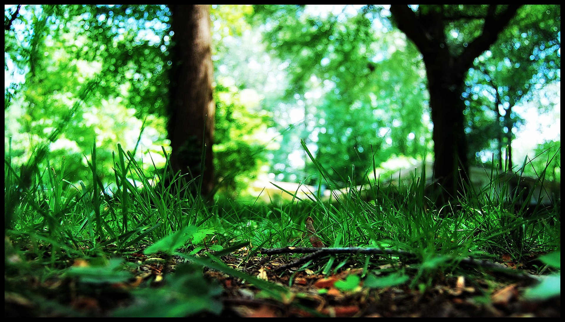 Download Forest Photography Nature Close-up HD Wallpaper