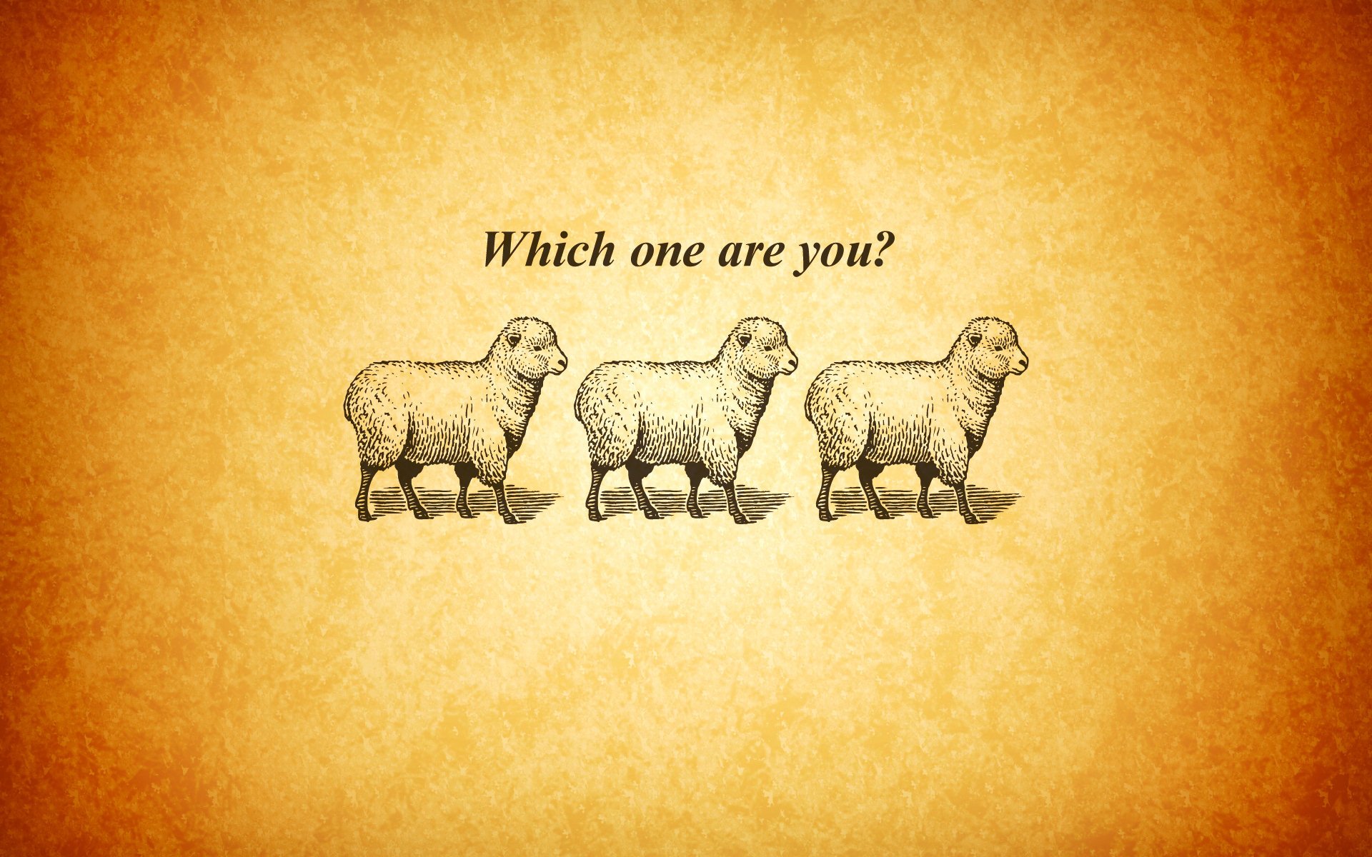 Funny Sheep Choices – HD Wallpaper Wit