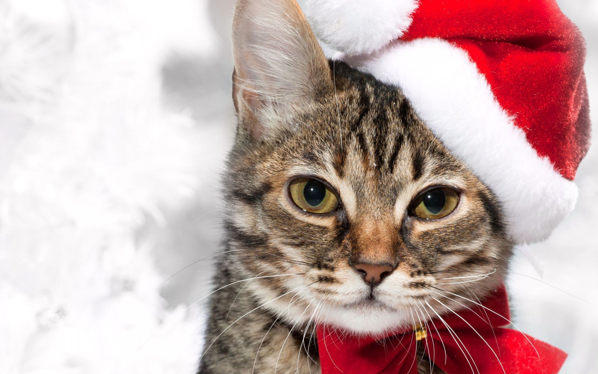 Festive Feline: HD Wallpaper of a Cat in a Santa Hat