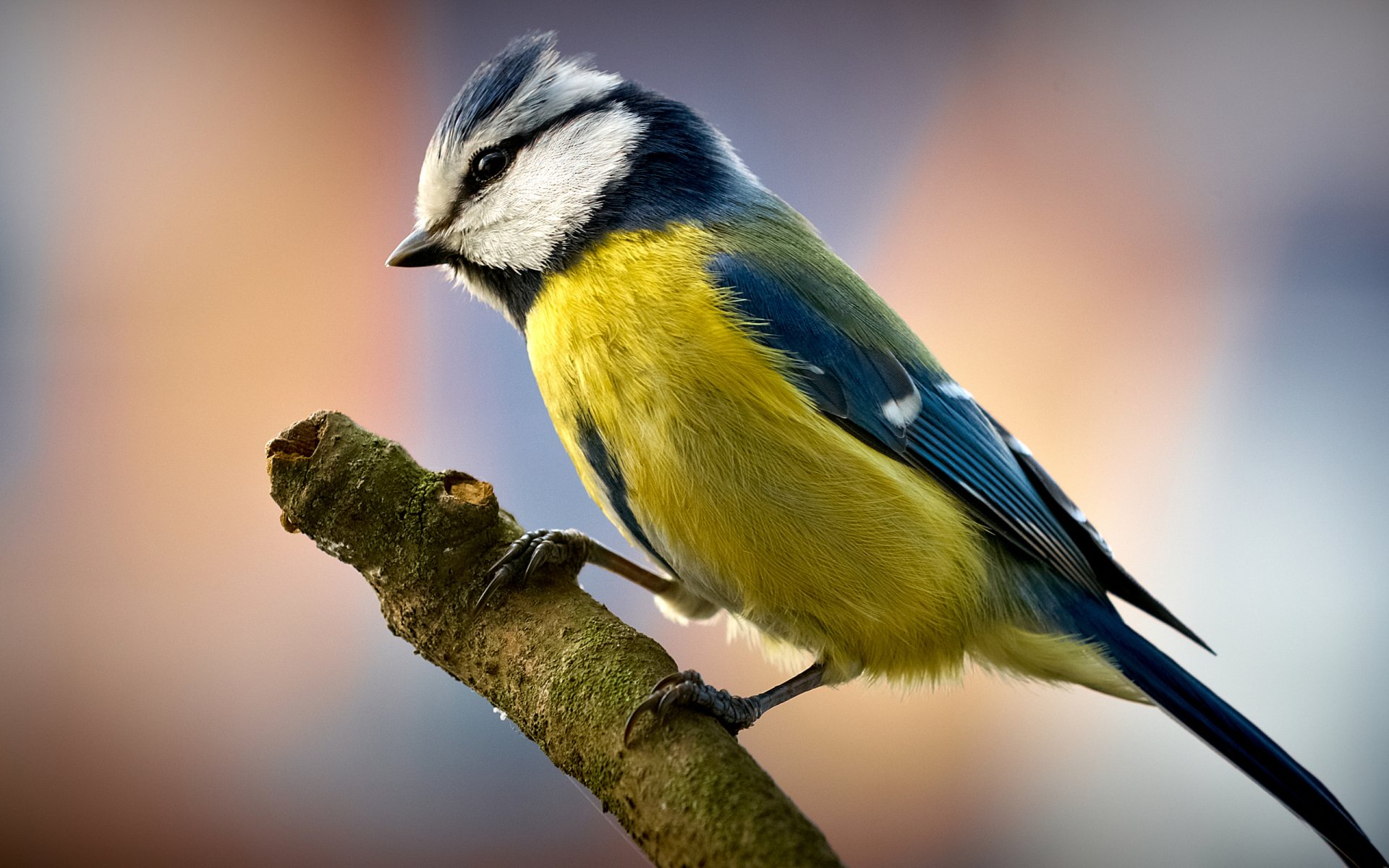 Titmouse Bird Hd Wallpaper