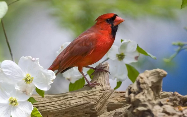 Download Animal Cardinal HD Wallpaper