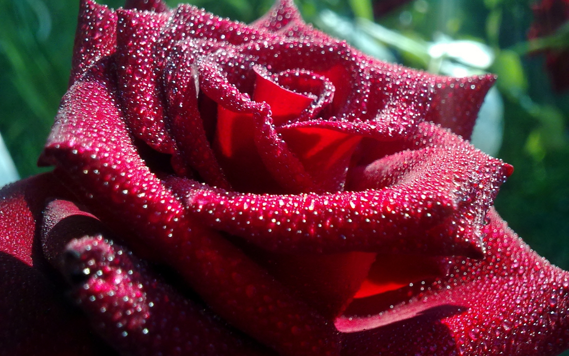 Download Flower Nature Rose HD Wallpaper