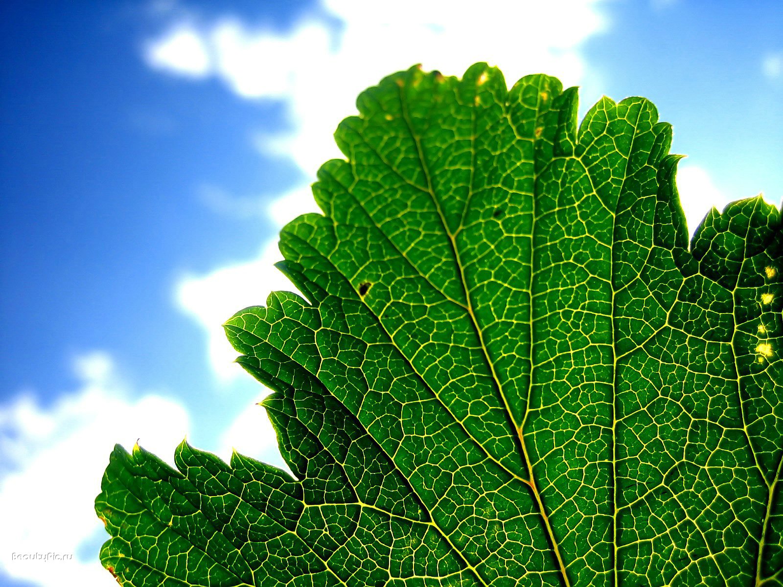 Download Nature Leaf Wallpaper