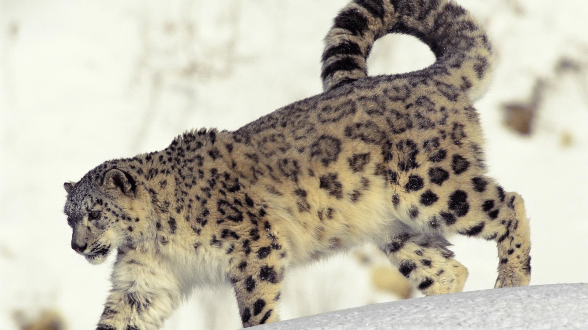 Download Animal Snow Leopard HD Wallpaper