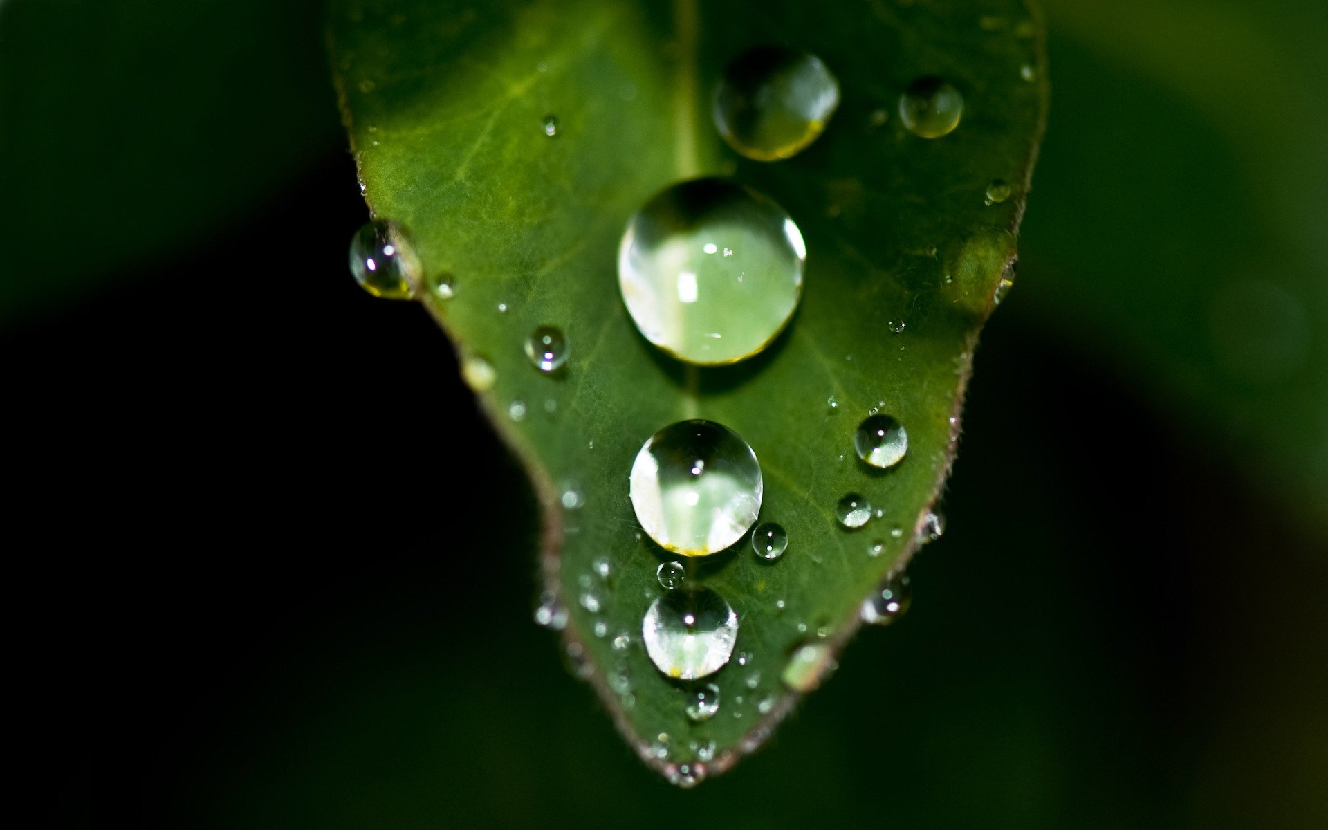 Nature Water Drop HD Wallpaper
