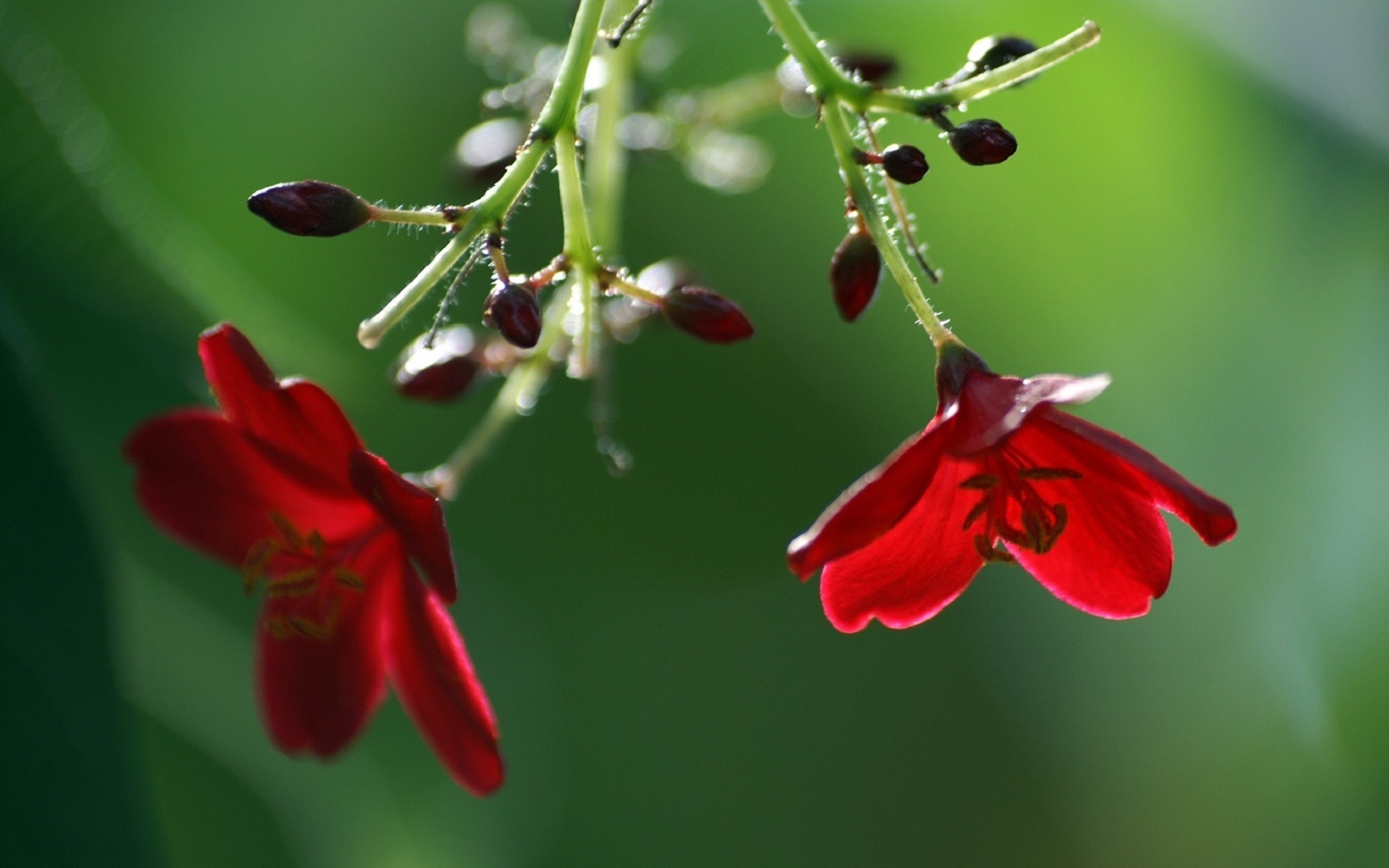 Download Nature Flower HD Wallpaper