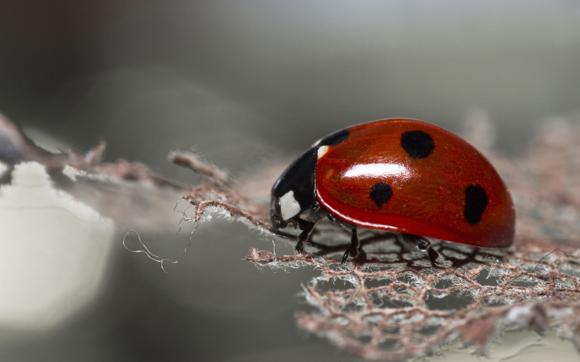 Download Animal Ladybug HD Wallpaper