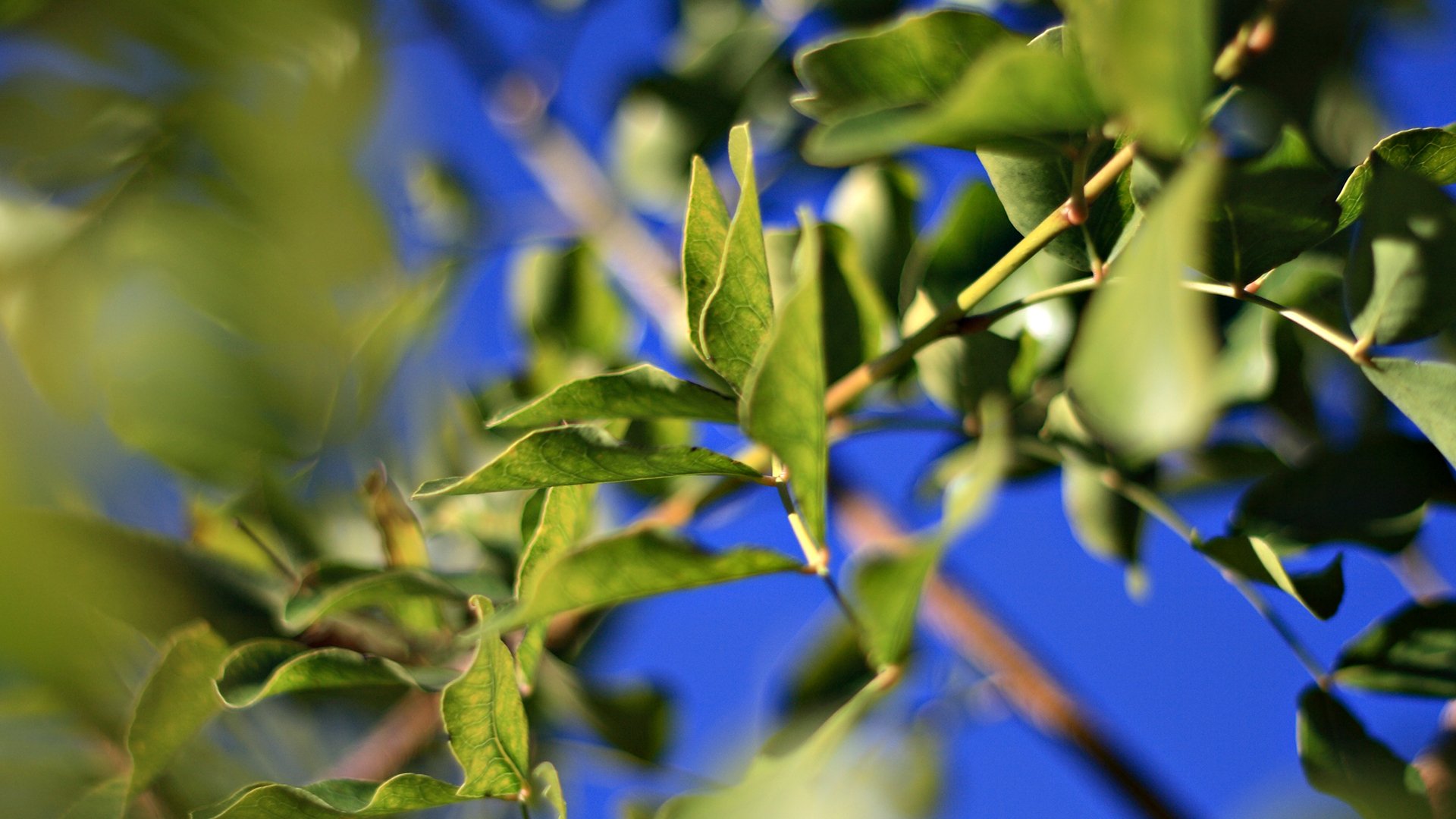 Download Nature Leaf HD Wallpaper | 1920x1080 | Wallpaper Abyss