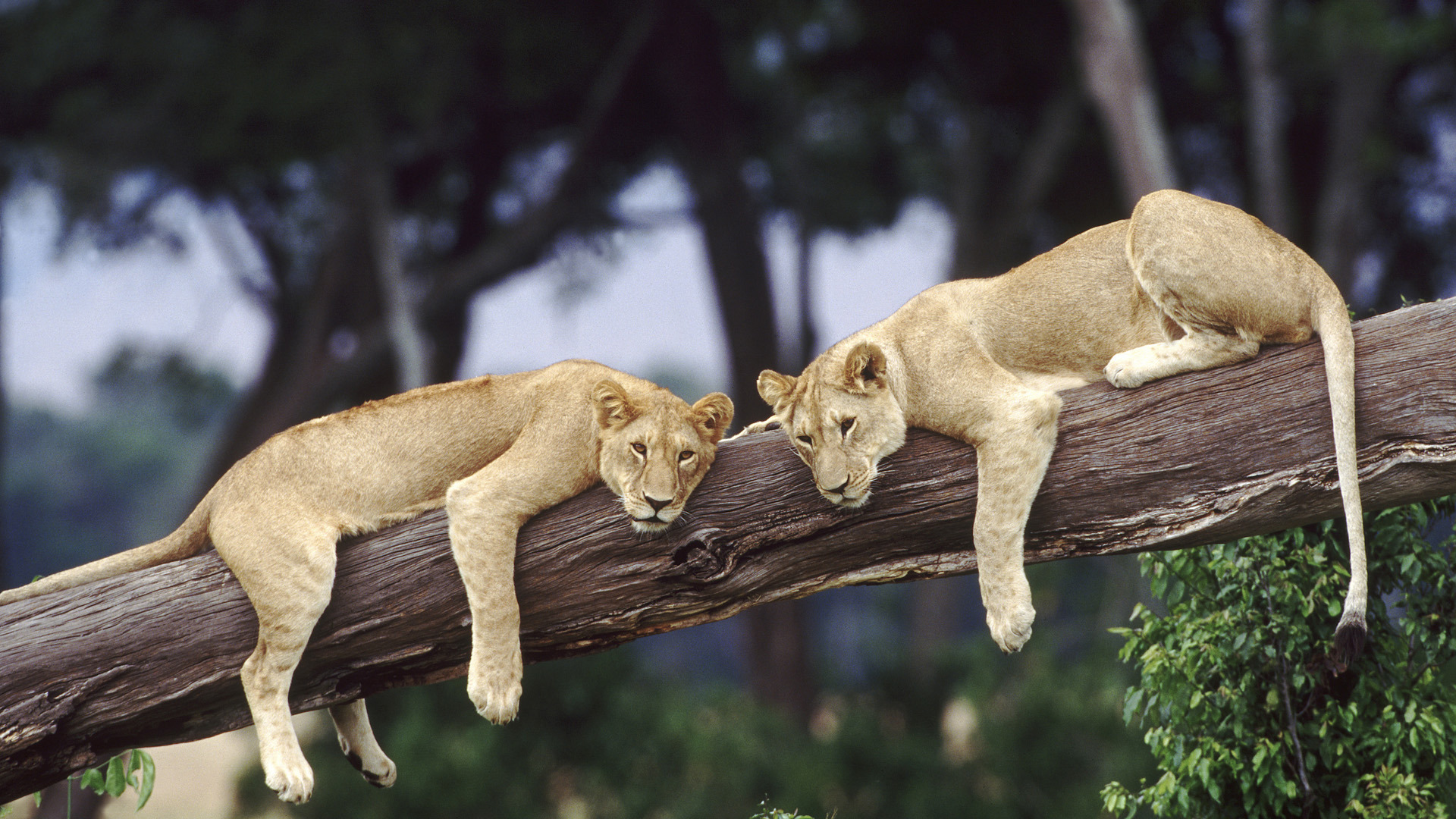 Animals Lions Wallpaper 1920x1080