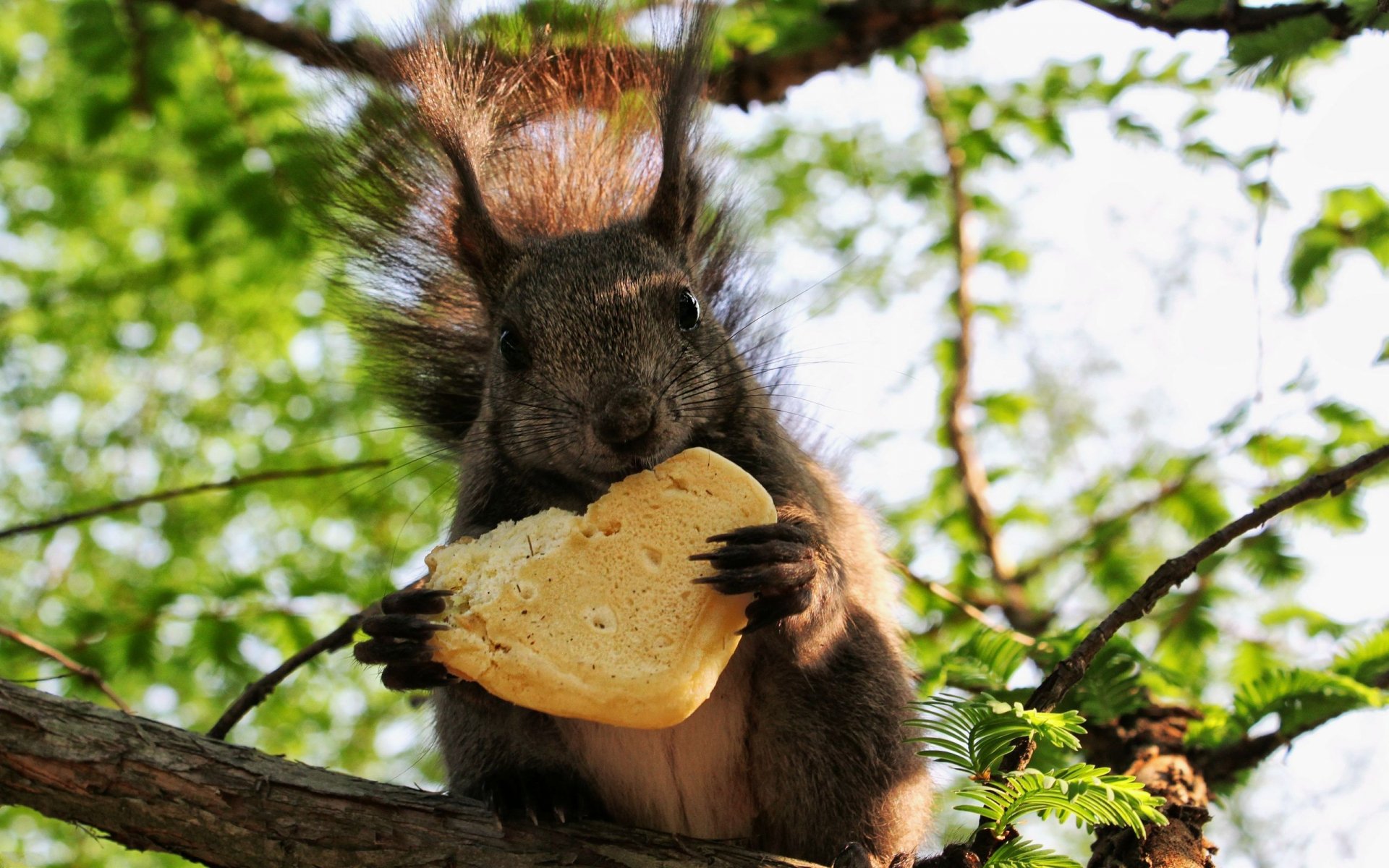 Download Animal Squirrel HD Wallpaper