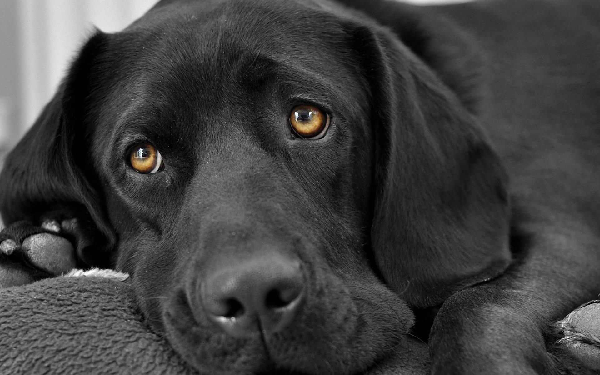 Soulful Black Lab — HD Dog Wallpaper | 1920x1200 | Wallpaper Abyss