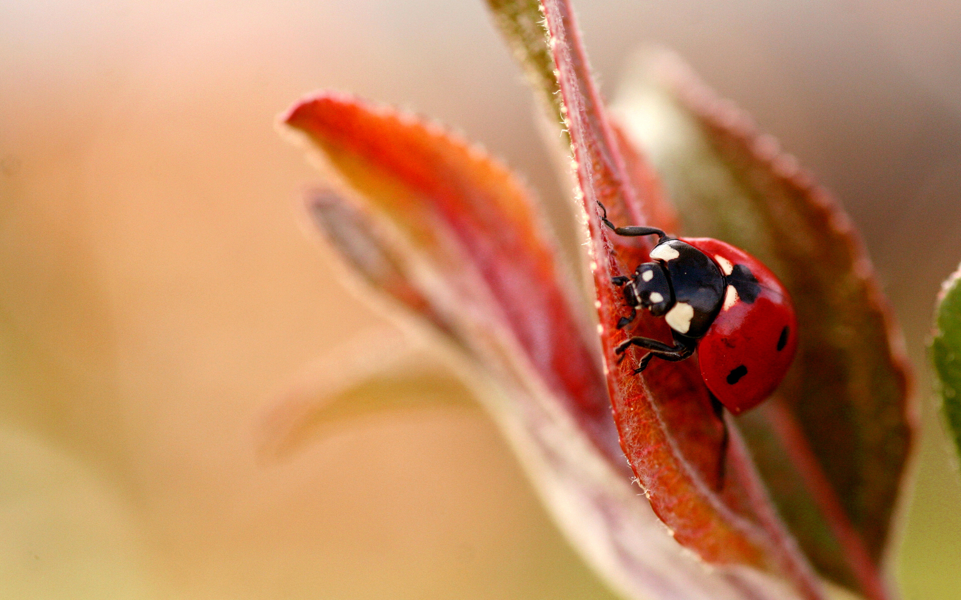 Download Animal Ladybug HD Wallpaper