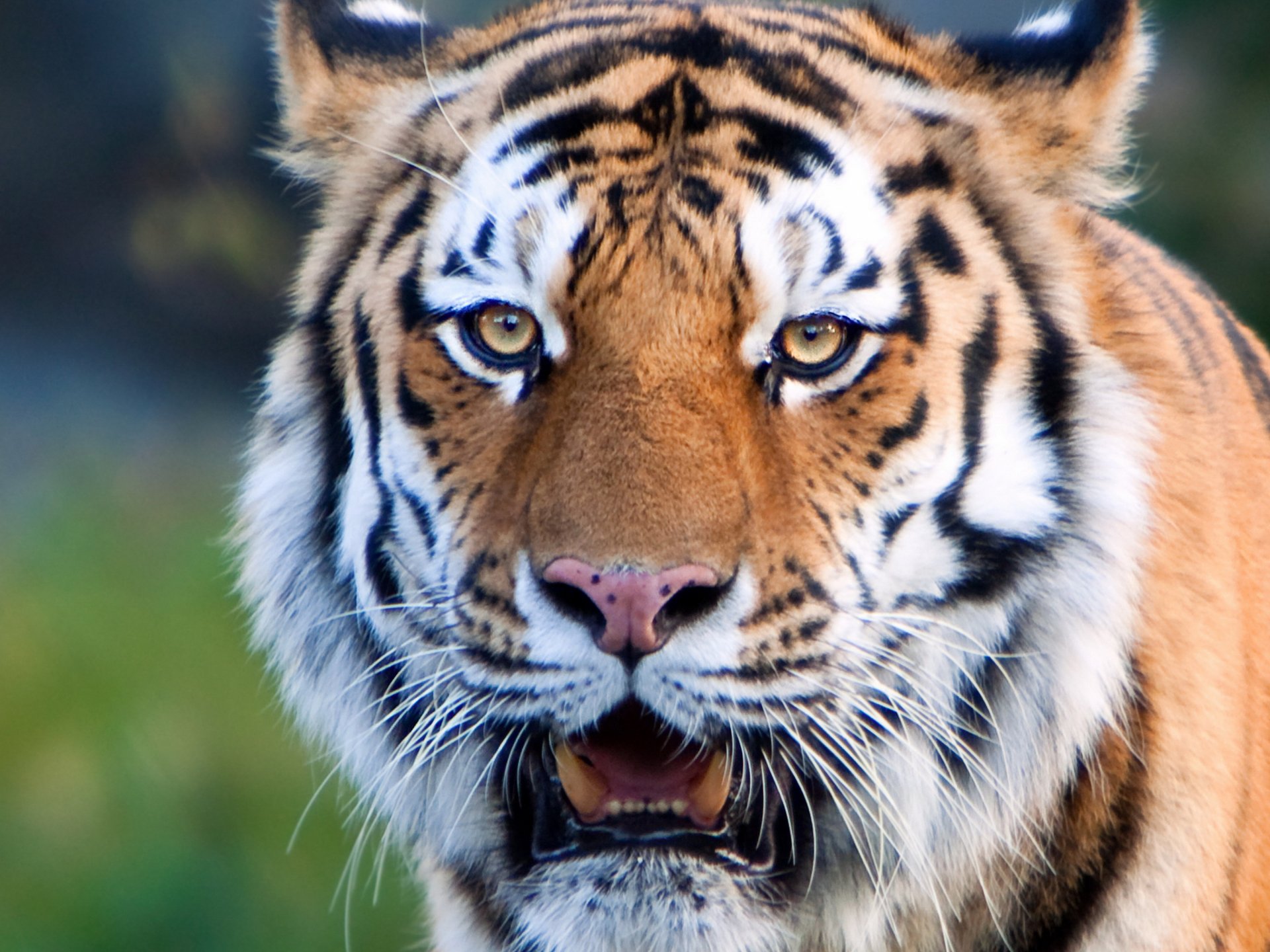 Download Animal Tiger HD Wallpaper | 3000x2250 | Wallpaper Abyss