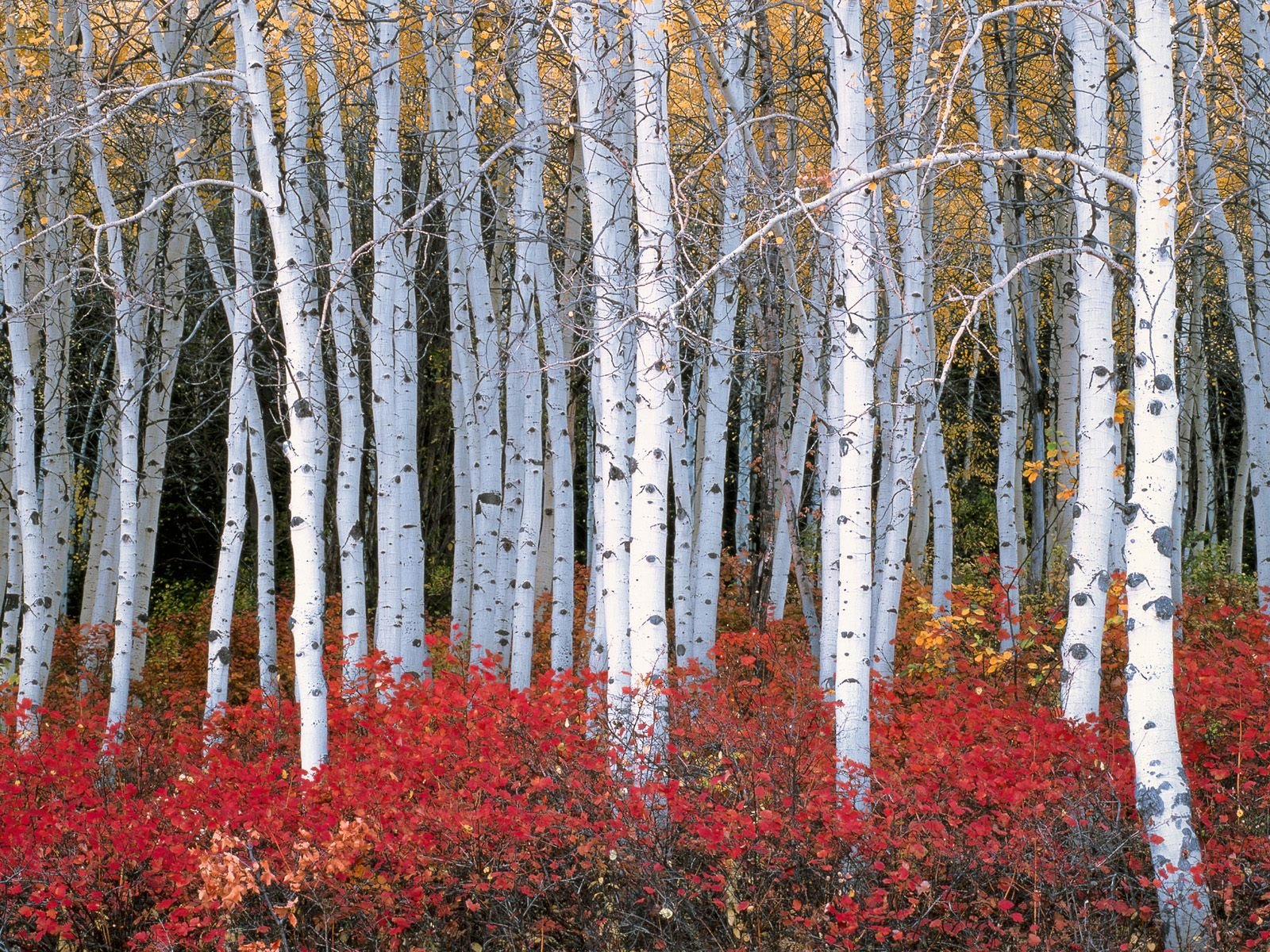 Birch Tree Symphony: HD Forest Nature Wallpaper | 1600x1200 | Wallpaper ...