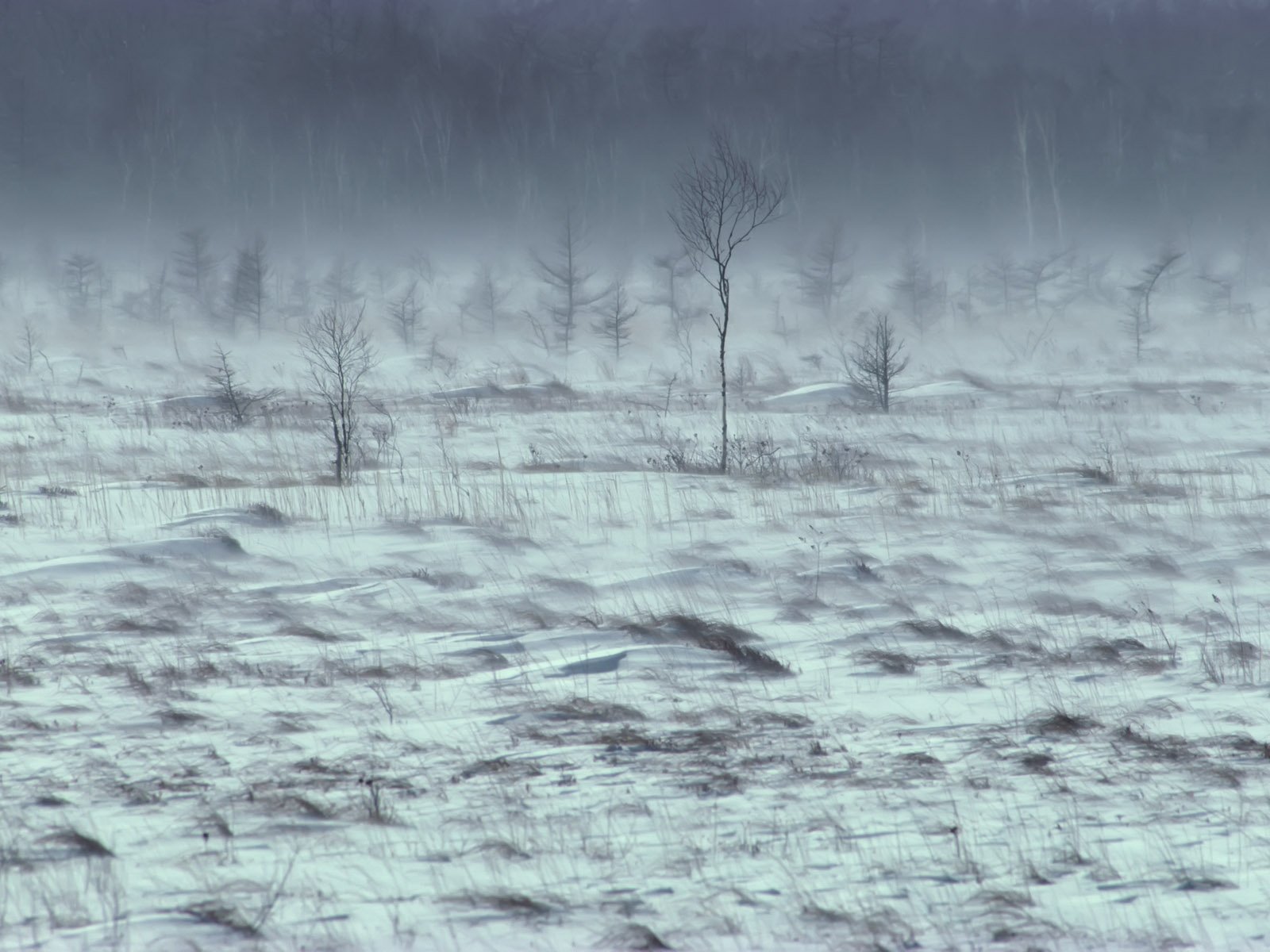 No Snow Winter Scenery Backgrounds