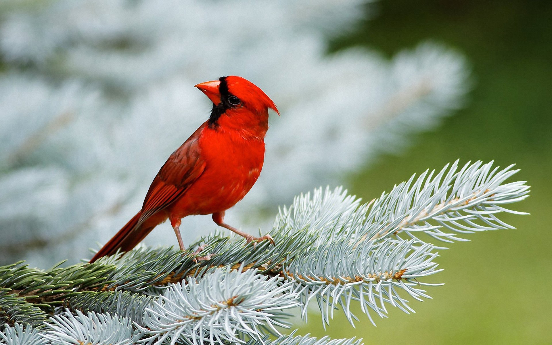 Majestic Cardinal on Winter Pines – HD Animal Wallpaper