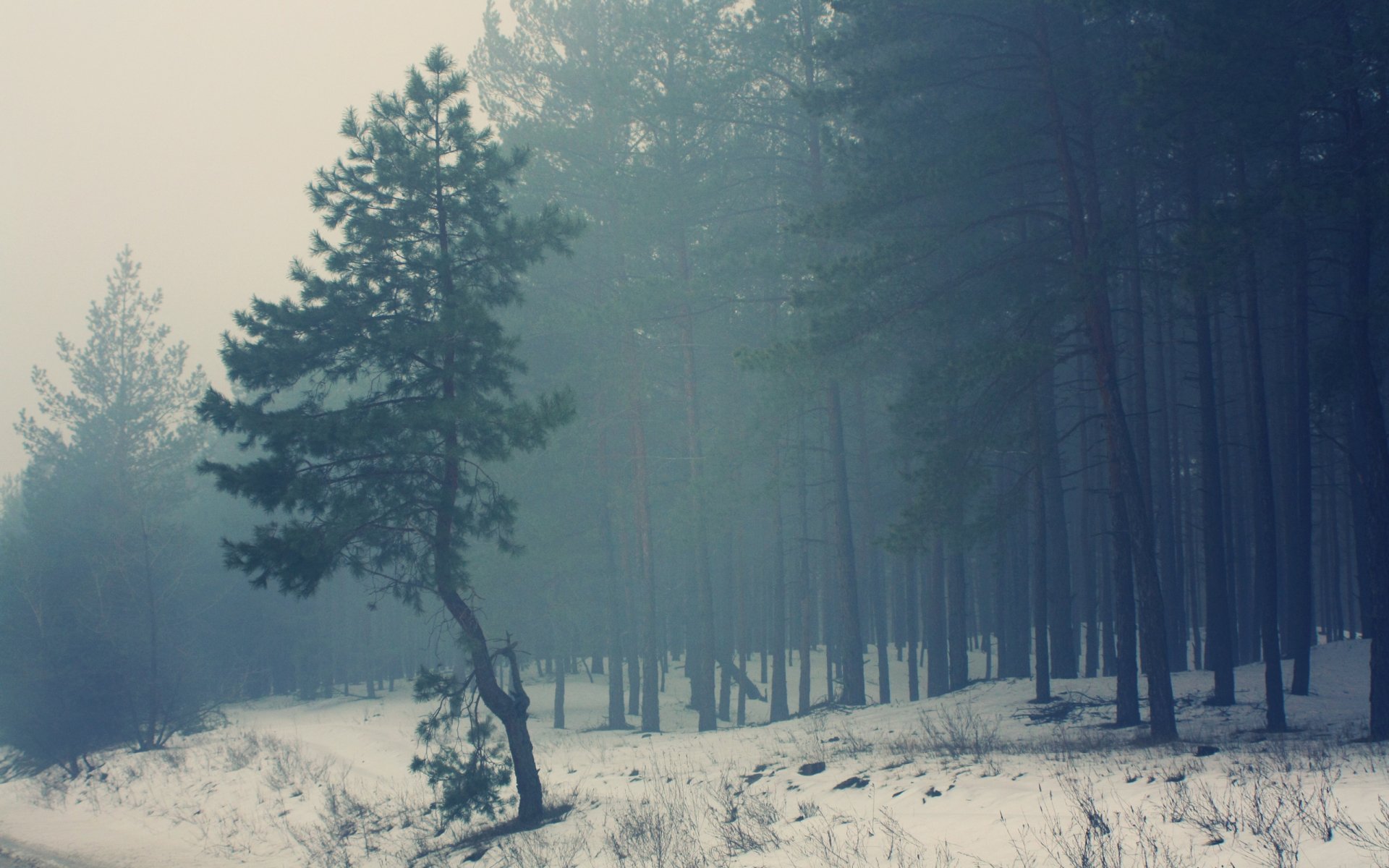 Download Nature Fog HD Wallpaper