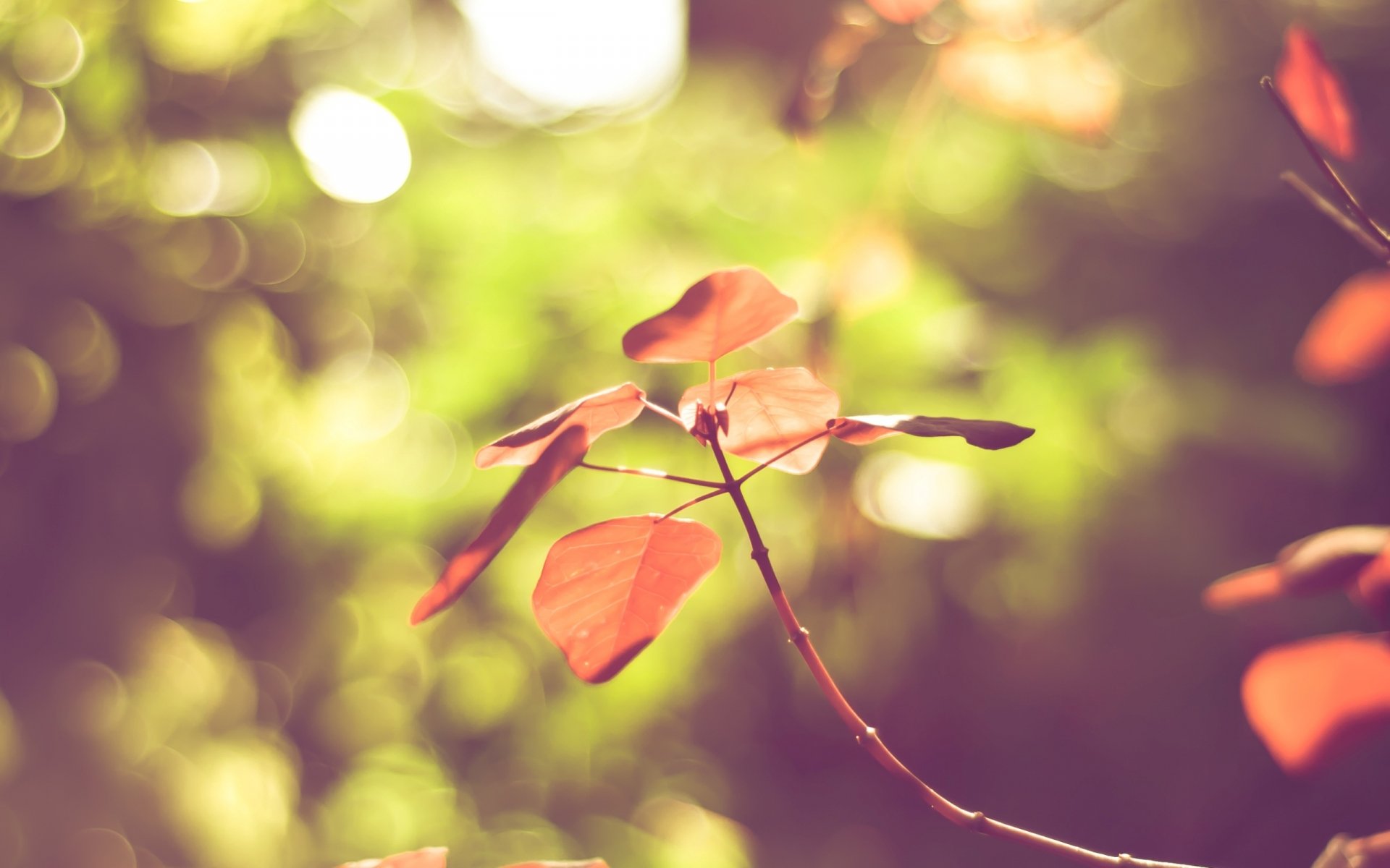 Download Nature Leaf HD Wallpaper | 2560x1600 | Wallpaper Abyss
