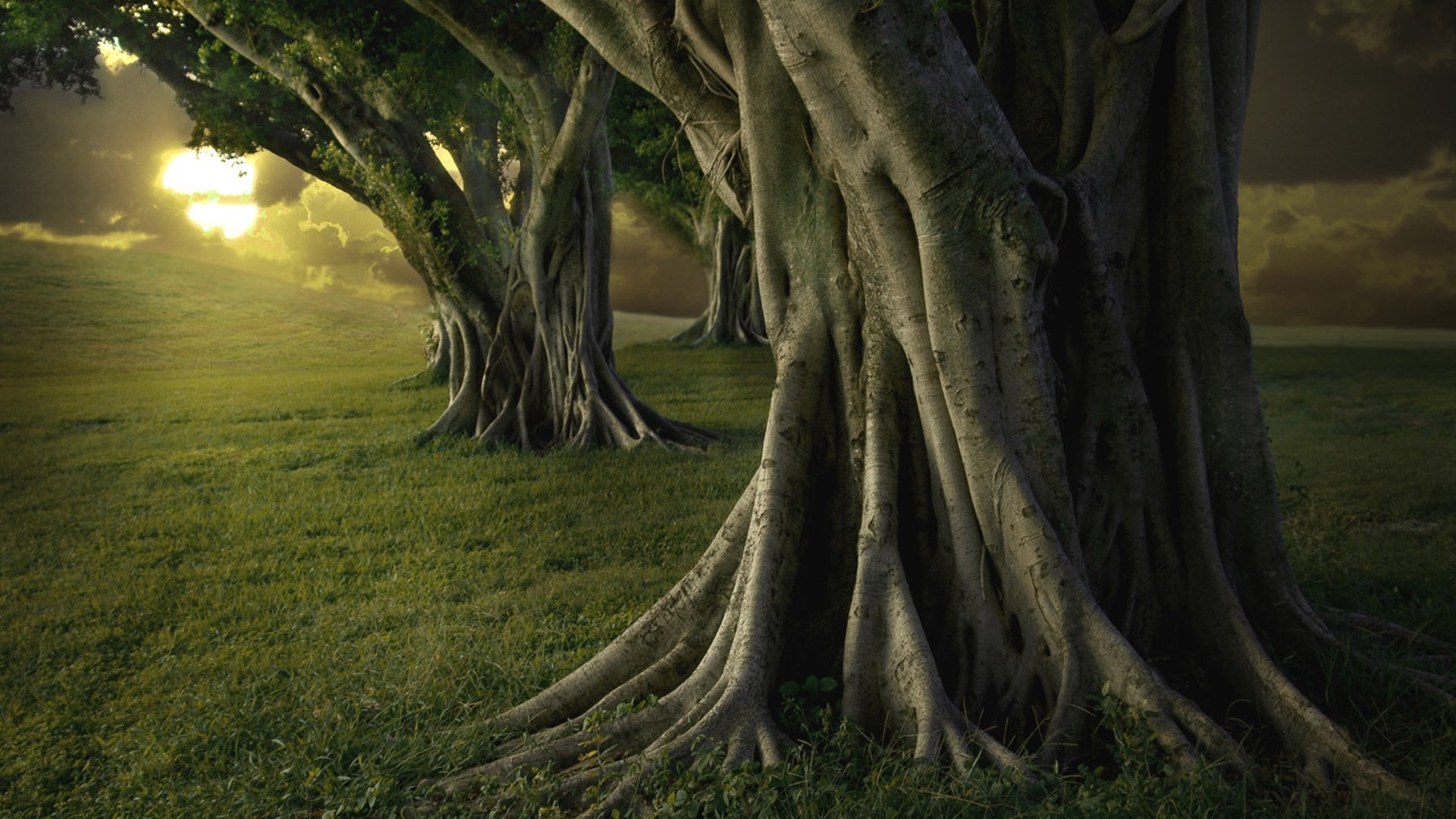Serene Nature: HD Wallpaper of Majestic Trees