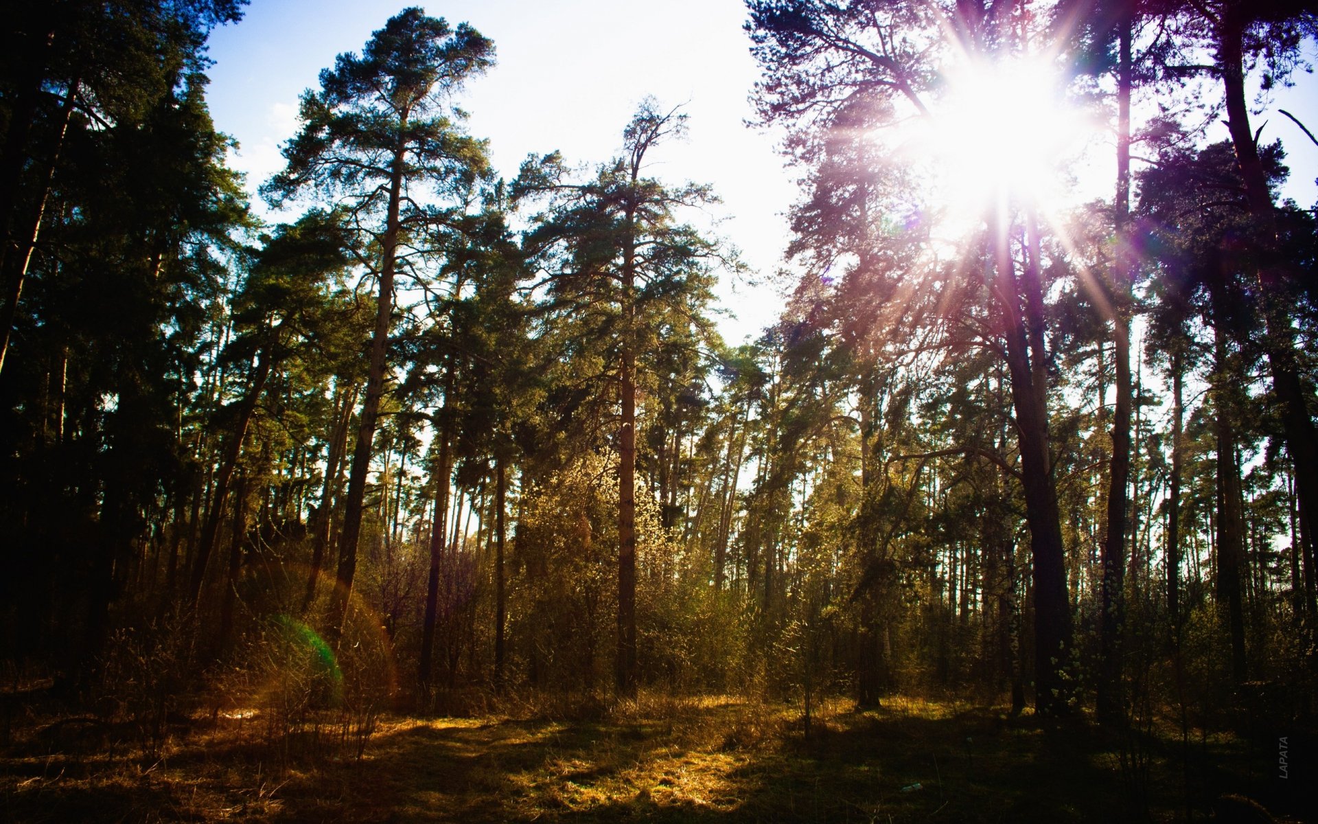 Download Nature Sunbeam HD Wallpaper