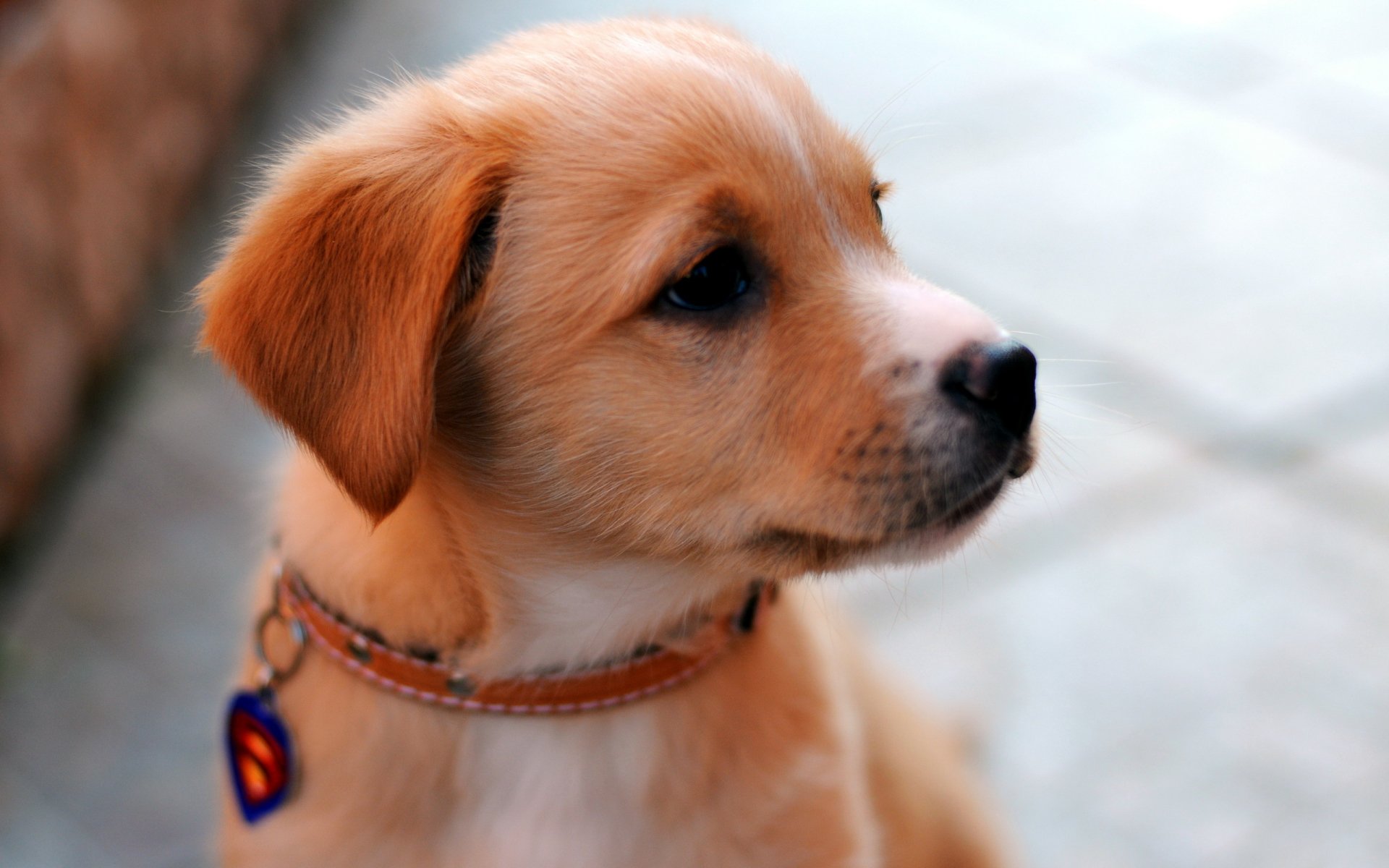 Adorable HD Puppy Portrait: Cute Animal Charm | 2560x1600 | Wallpaper Abyss