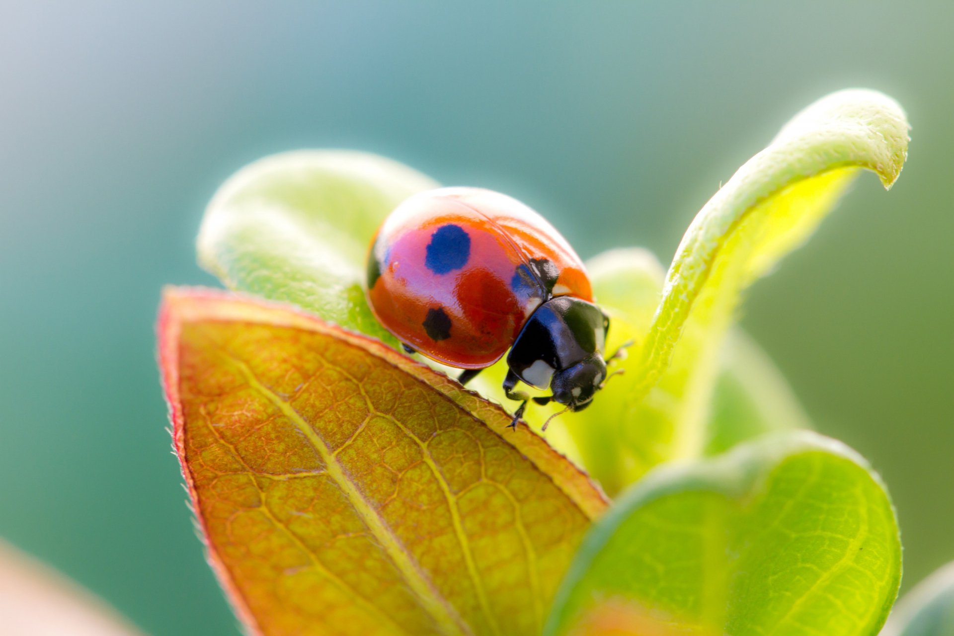 Download Animal Ladybug HD Wallpaper | 2560x1707 | Wallpaper Abyss