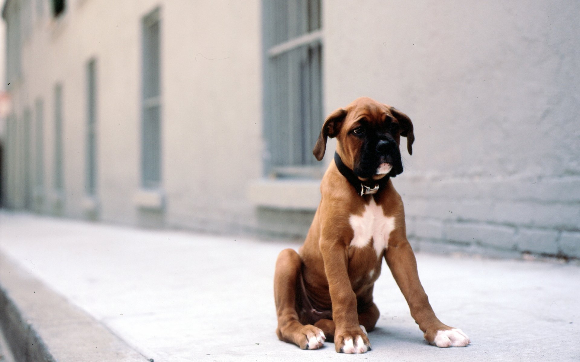 Download Animal Boxer (dog) HD Wallpaper