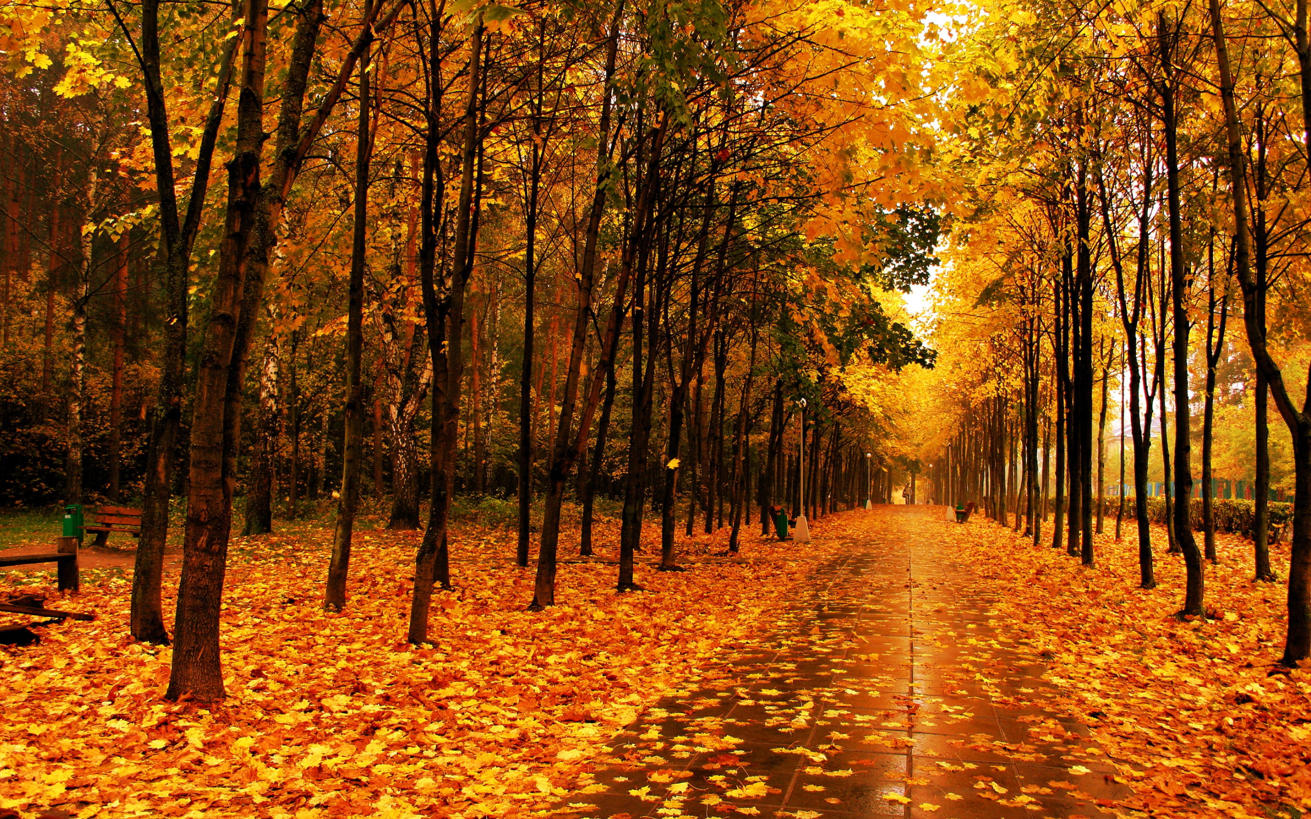 Download Photography Fall HD Wallpaper