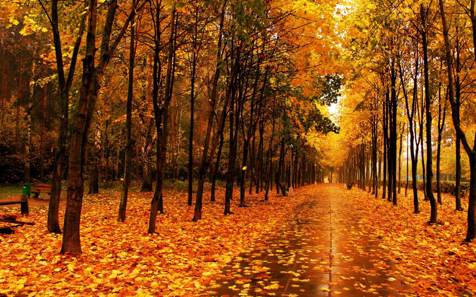 2K Quad HD Fall Photography: Golden Pathway Wallpaper