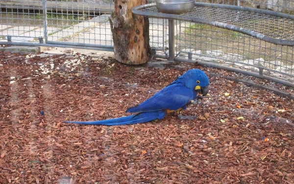 Download Animal Hyacinth Macaw HD Wallpaper