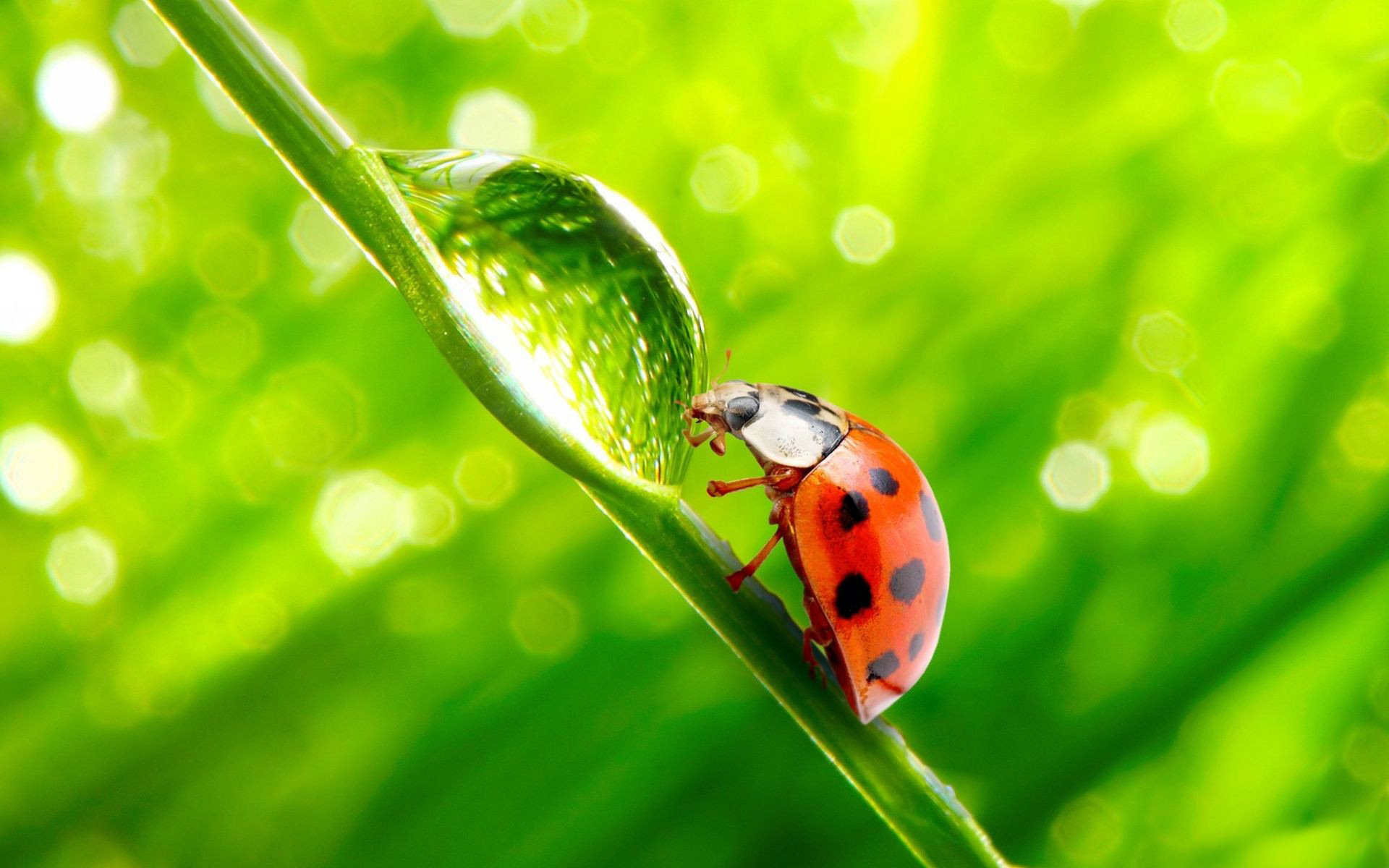 Download Animal Ladybug HD Wallpaper