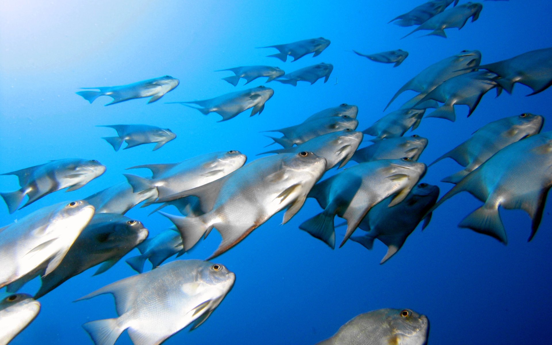 Download Animal Fish HD Wallpaper