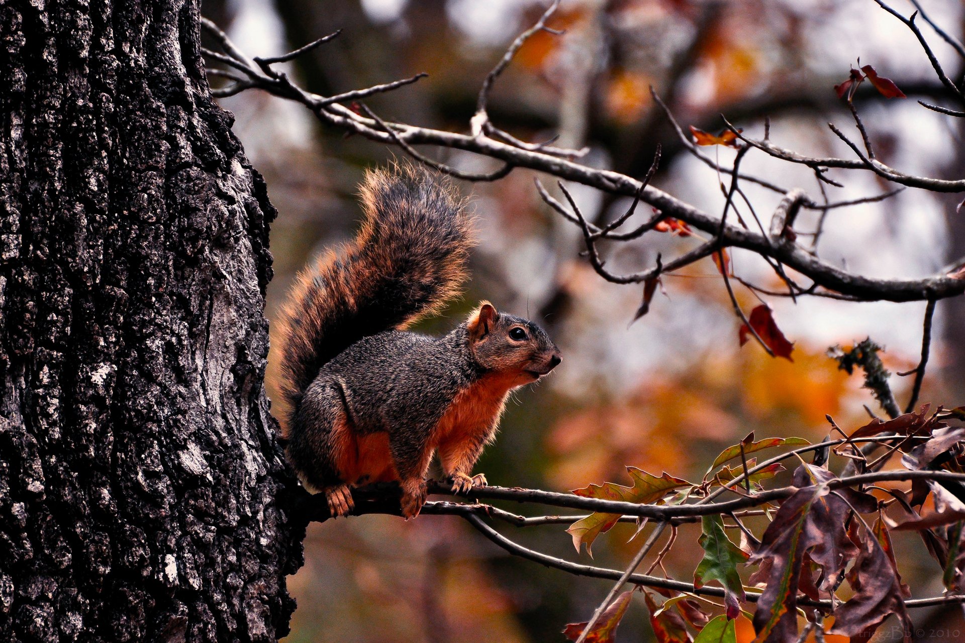 Animal Squirrel HD Wallpaper