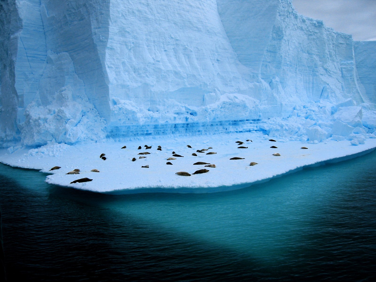 Majestic Seals Resting on Icy Arctic Shores – HD Animal Wallpaper ...