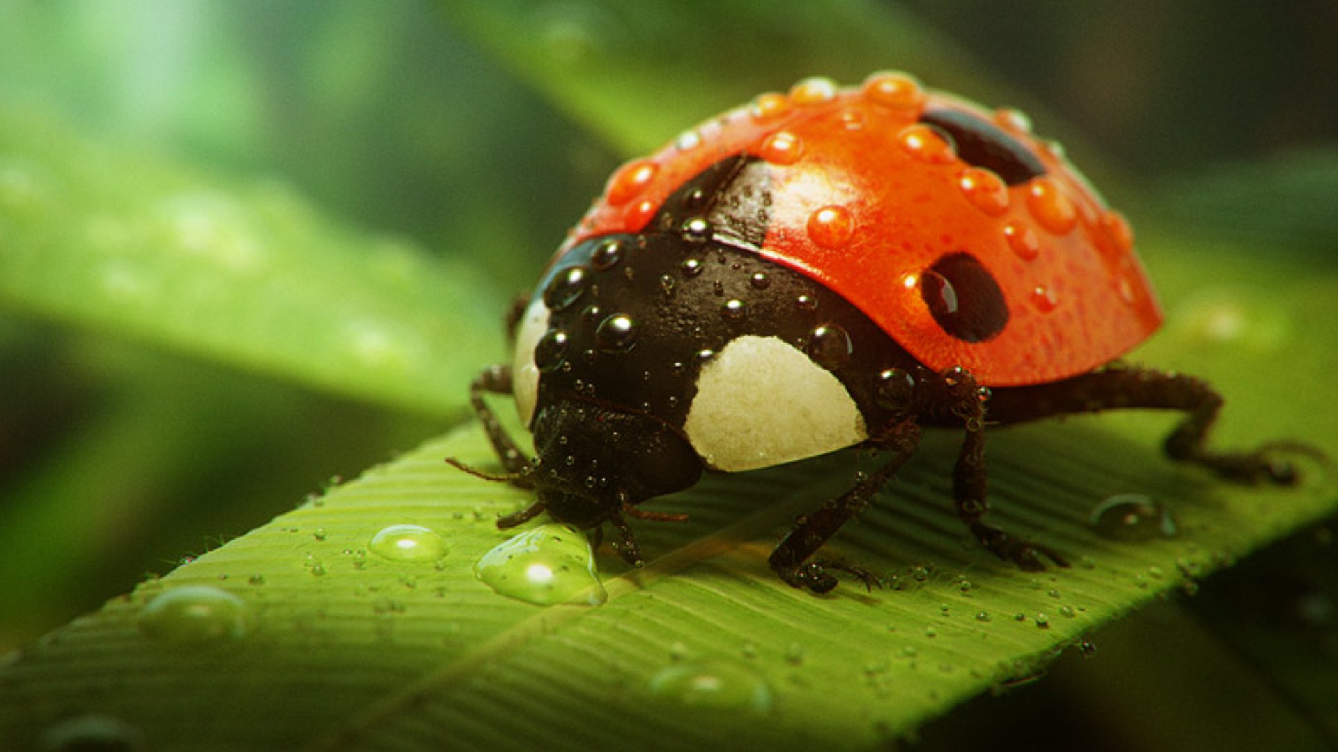 Download Animal Ladybug HD Wallpaper