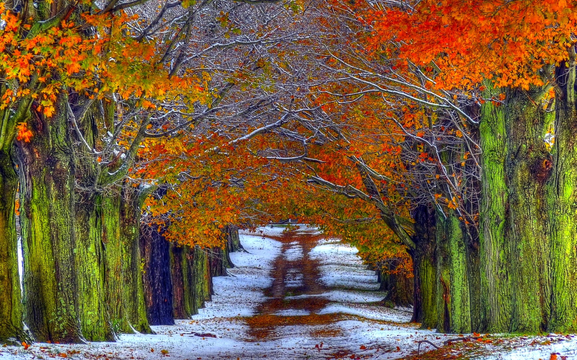 Download Nature Path HD Wallpaper | 1920x1200 | Wallpaper Abyss