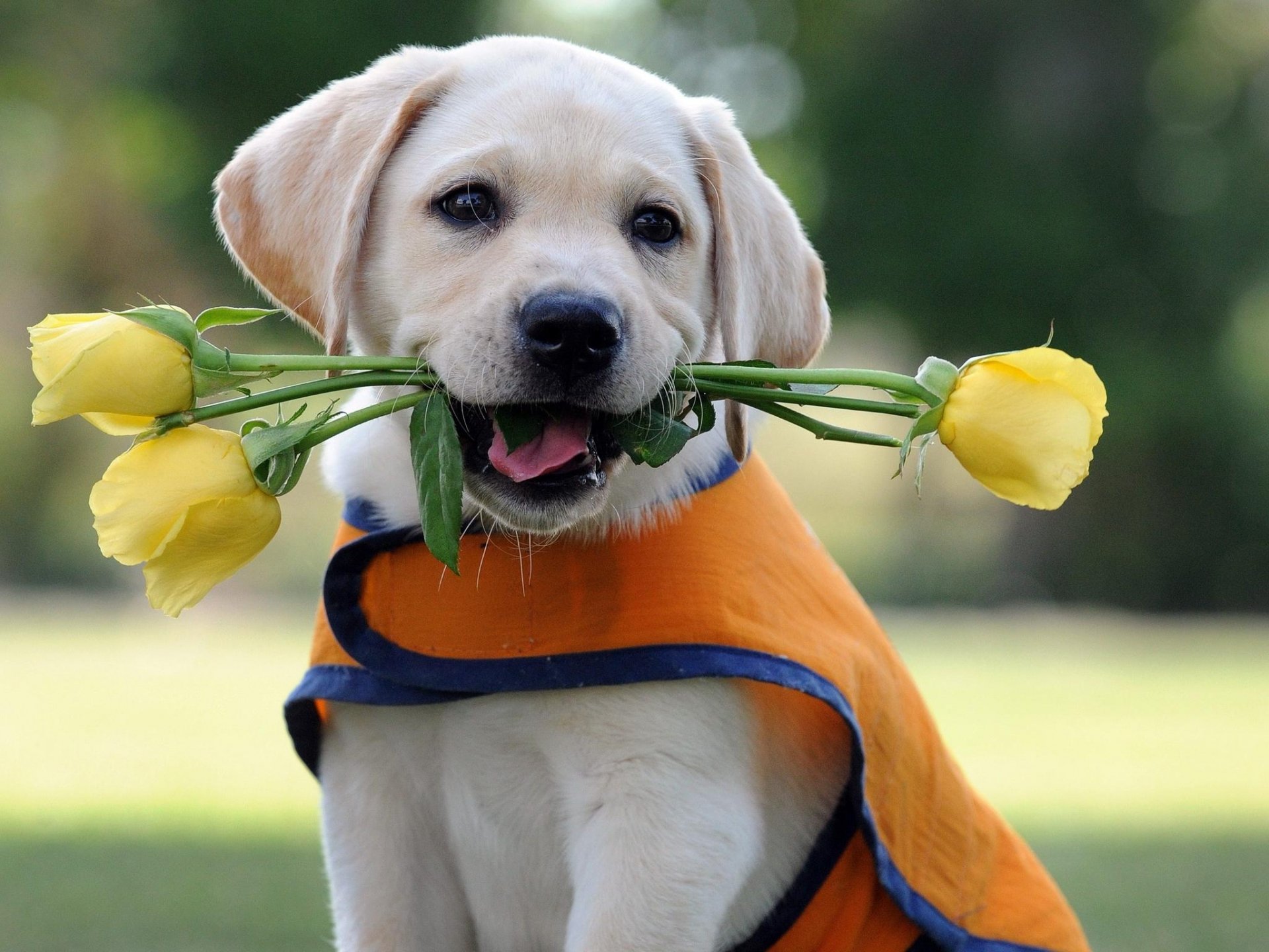 Yellow Rose Puppy — HD Floral Dog Wallpaper by Scott Ford | 2048x1536 ...