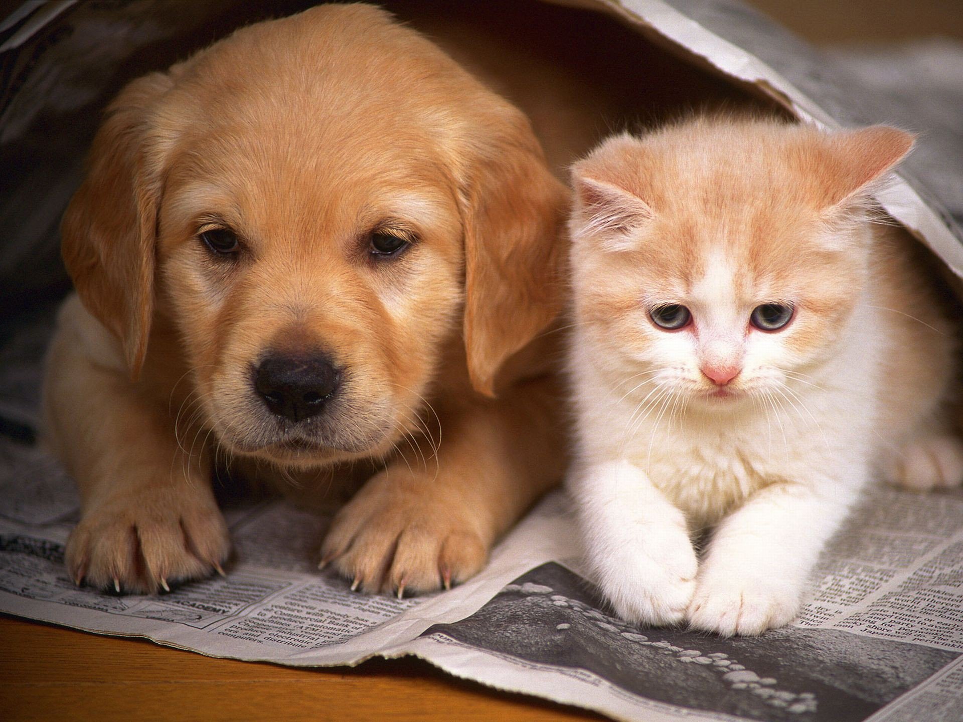 Adorable Puppy & Kitten HD Wallpaper – Free Cute Animal Download