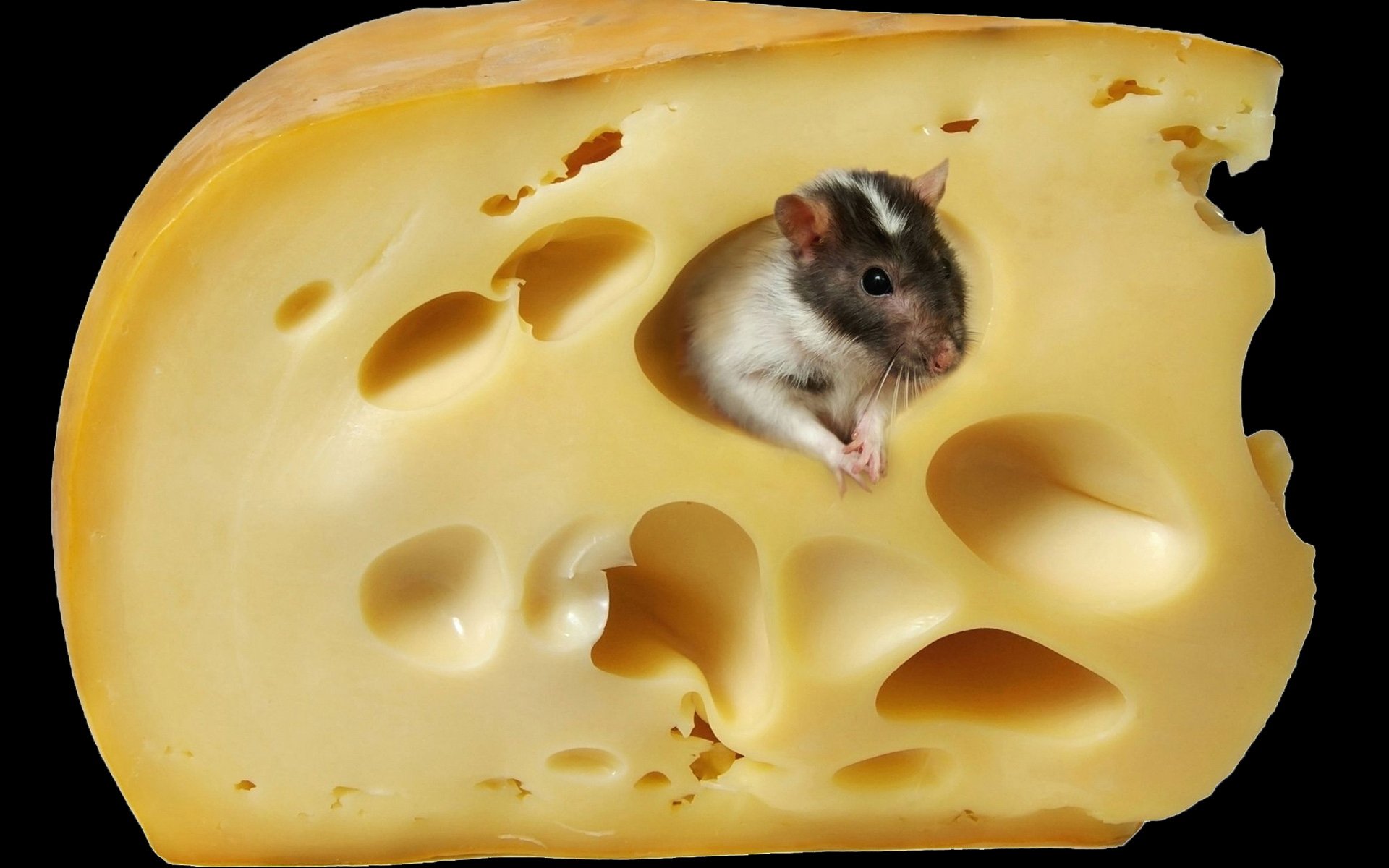 HD Cheese Delight: A Tiny Visitor in Every Bite