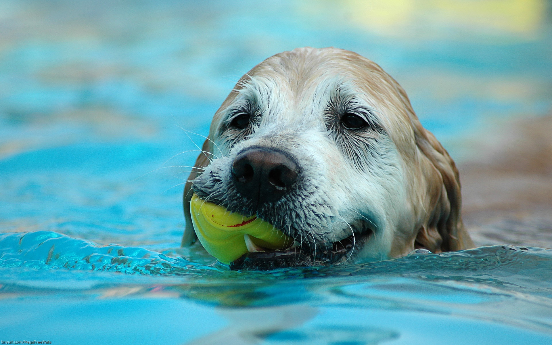 Download Water Animal Dog HD Wallpaper by Scott Ford