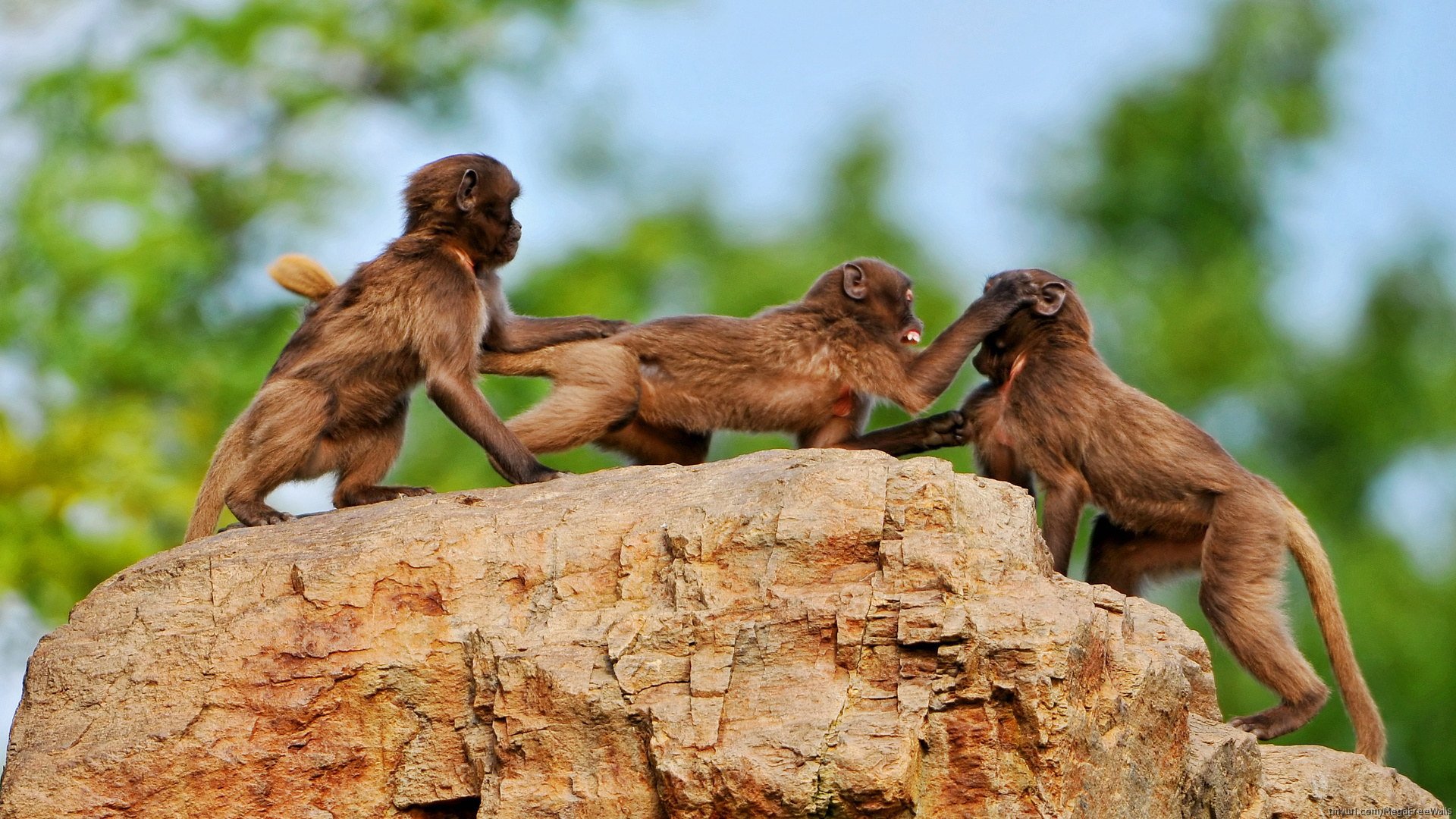 Playful Monkeys on Rocky Summit – HD Animal Wallpaper