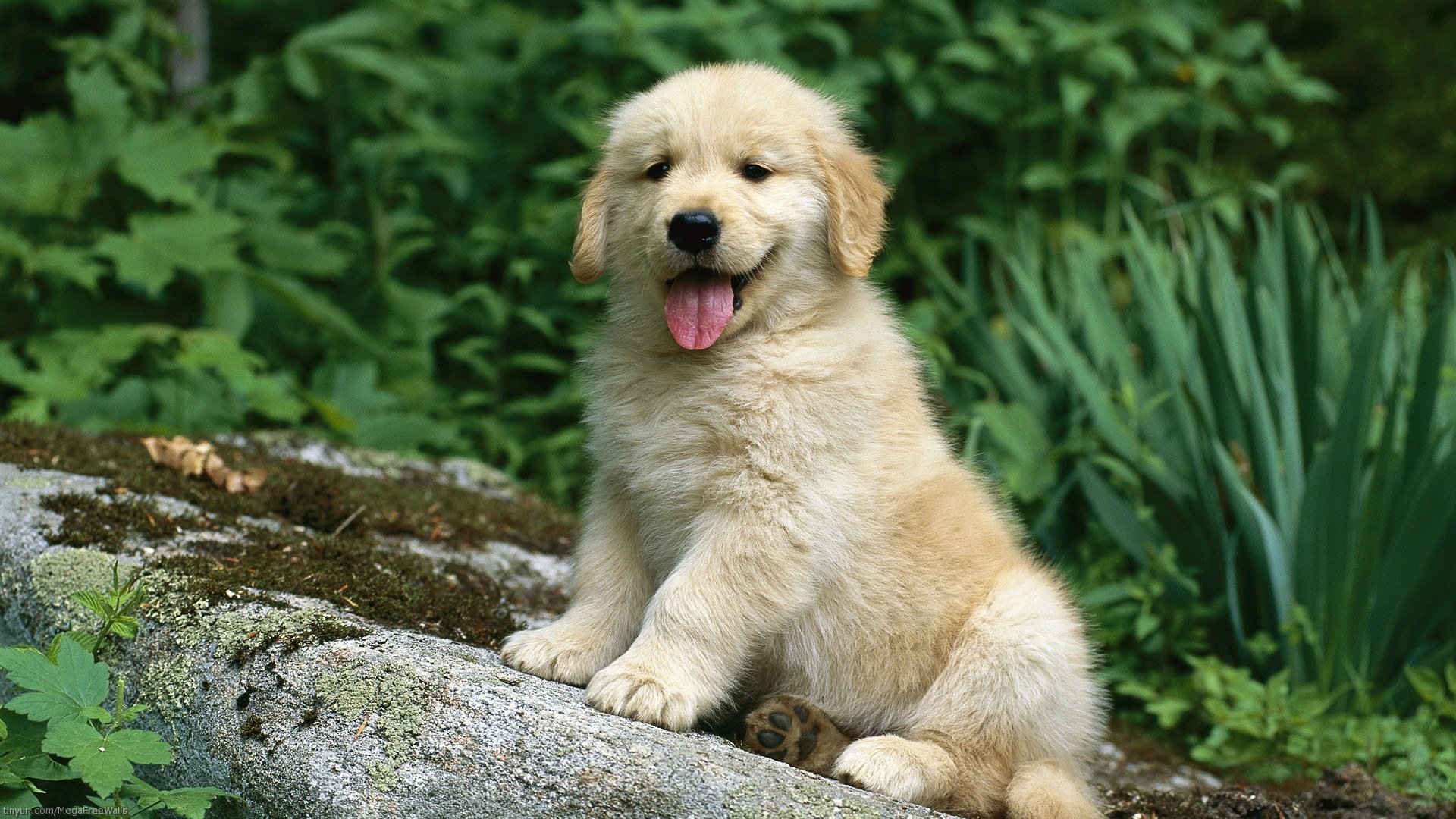 Adorable Puppy HD Wallpaper – Cute Dog Moments in Nature | 1920x1080 ...