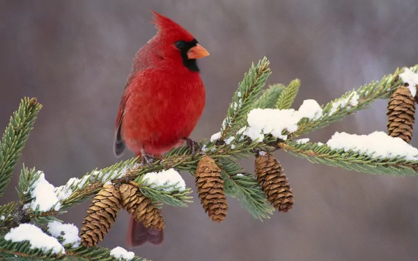 Download Animal Cardinal HD Wallpaper