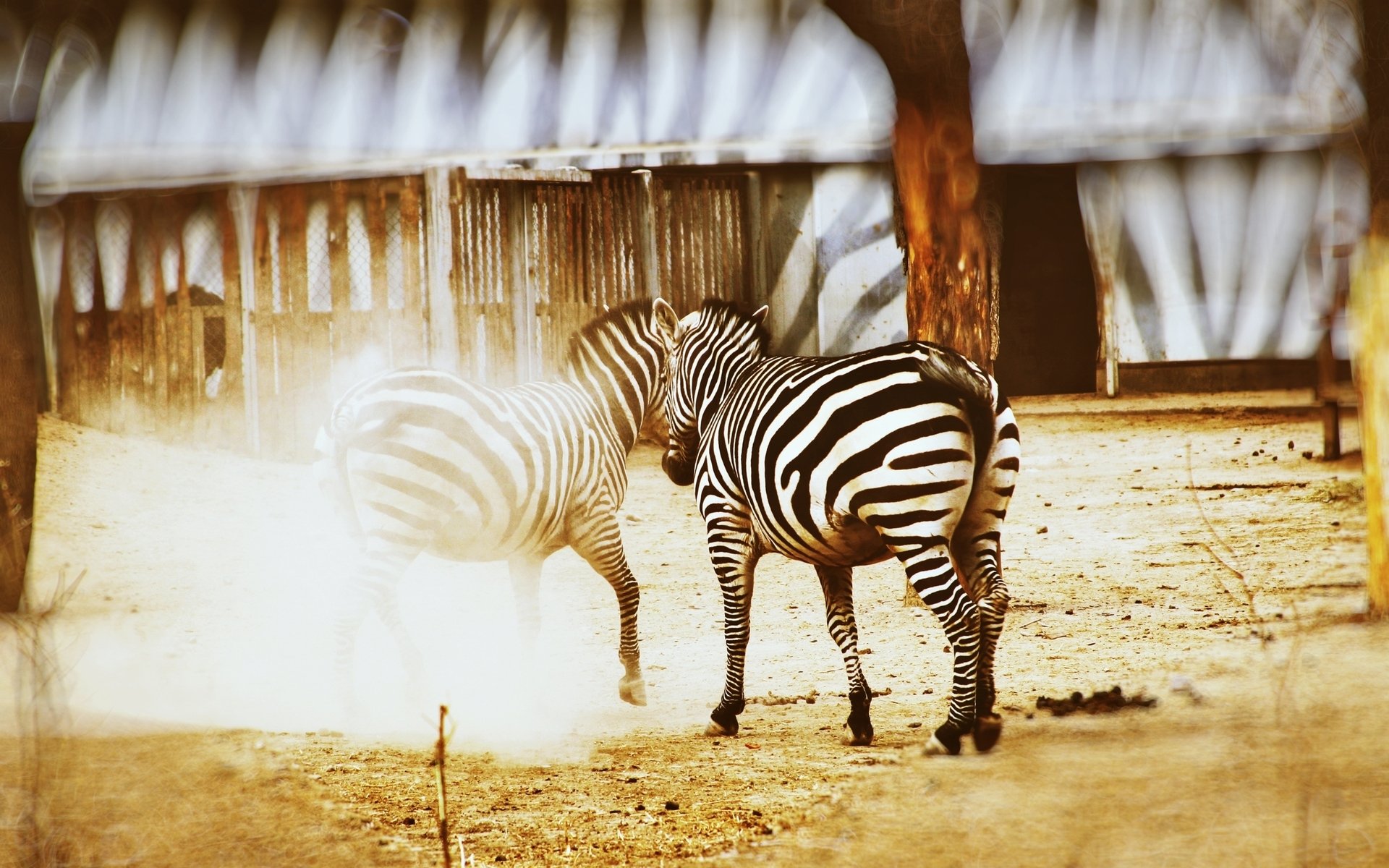 Download Animal Zebra HD Wallpaper