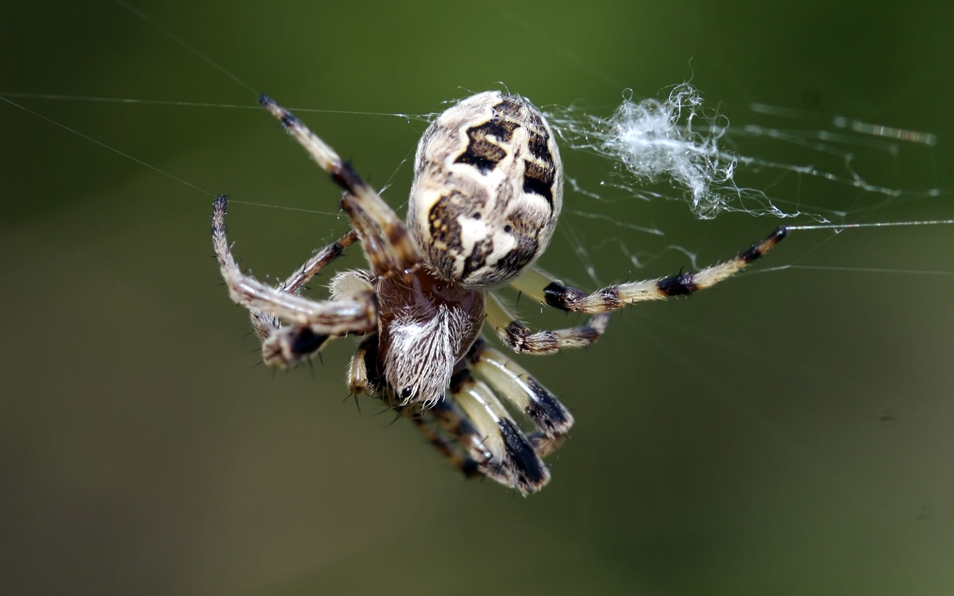 Spiders 3d Hd Wallpapers