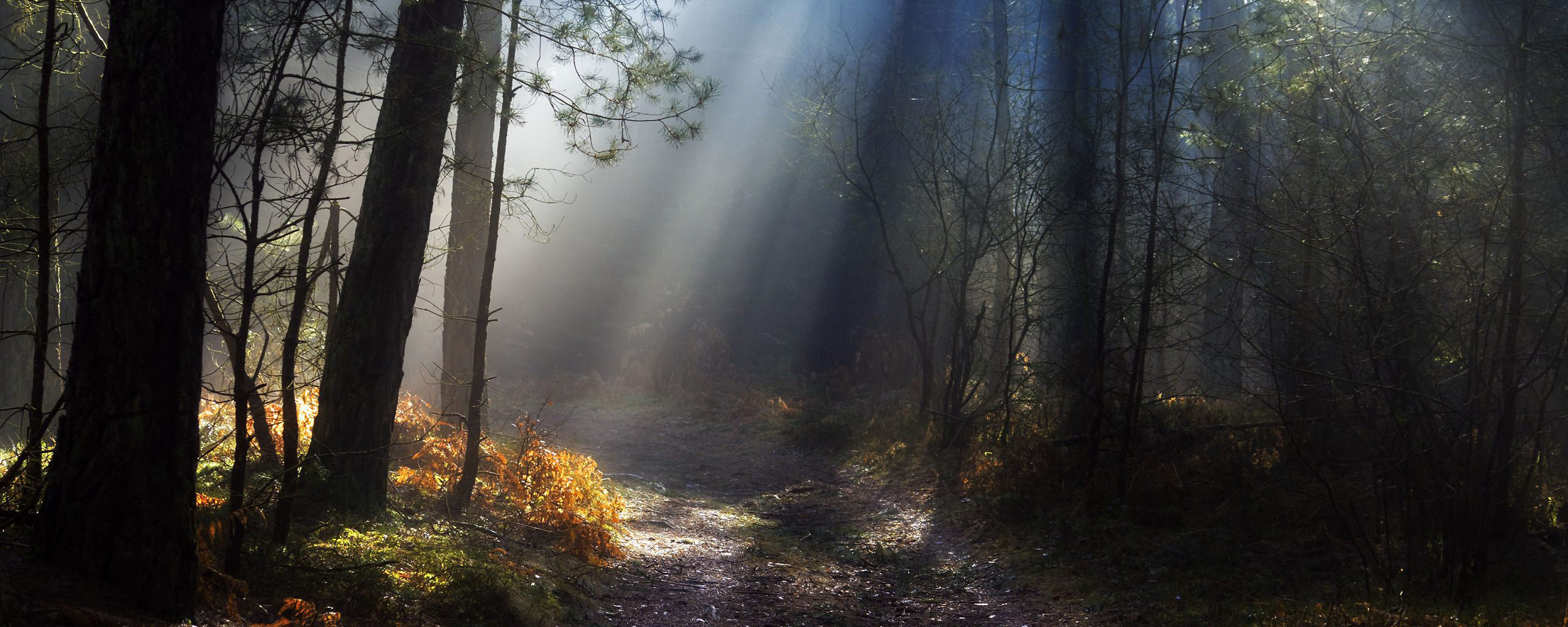 Download Path Forest Nature Sunbeam Wallpaper