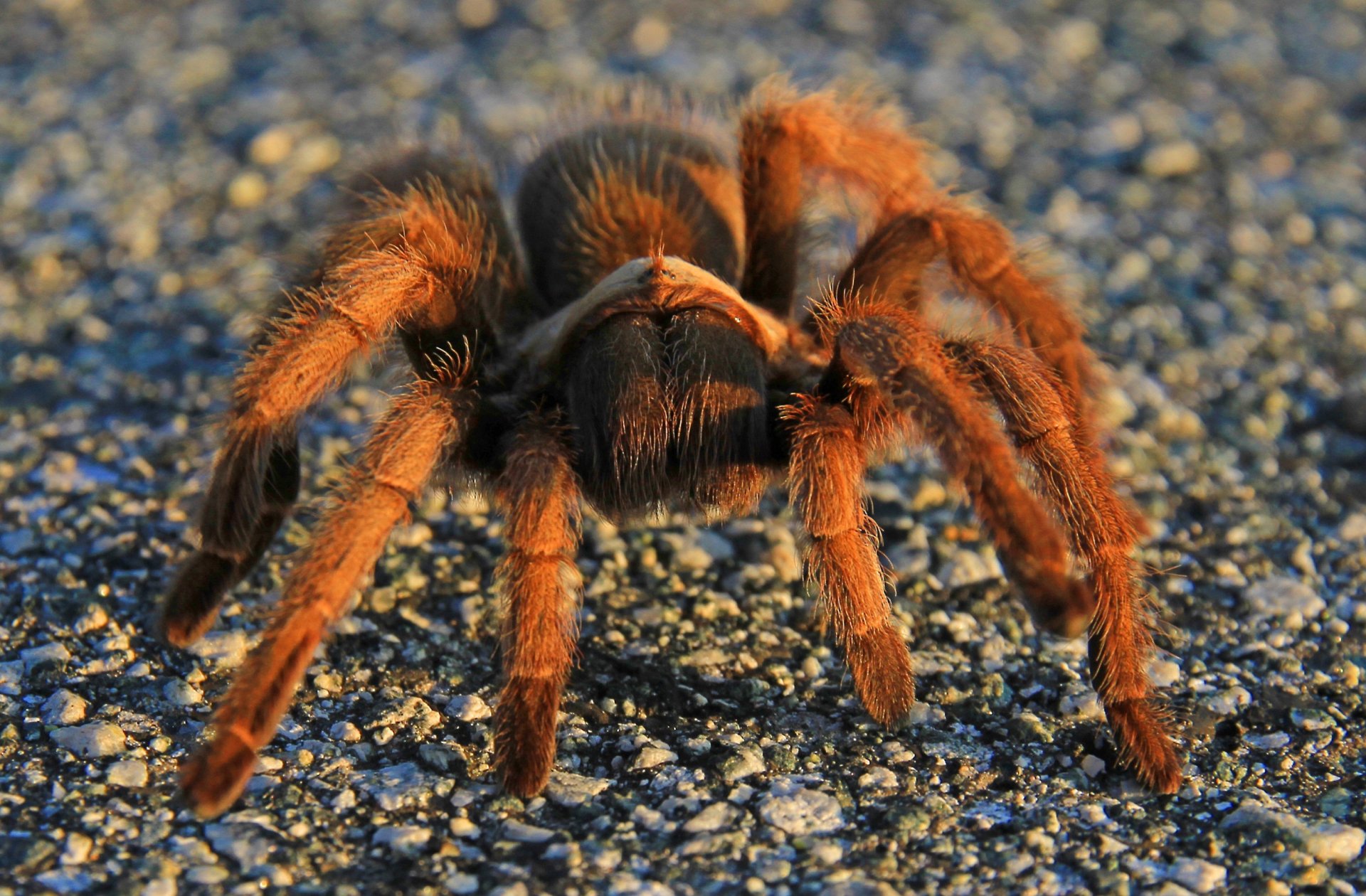 Download Spider Animal Tarantula HD Wallpaper