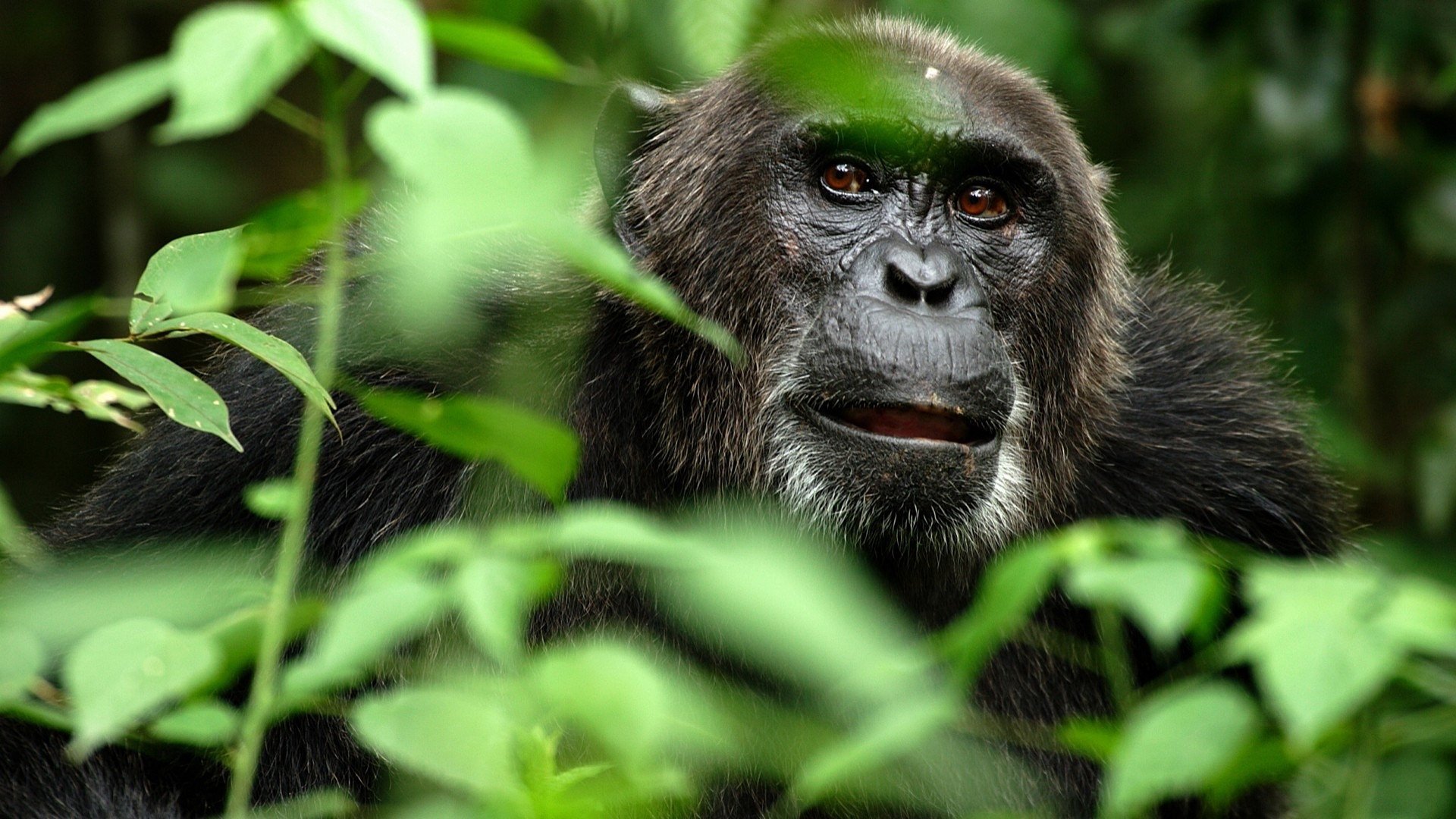 Download Gorilla Animal Monkey HD Wallpaper