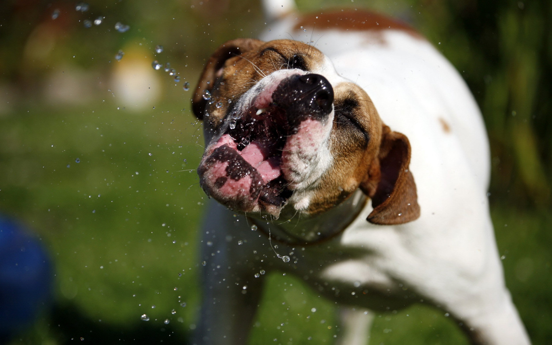 Vibrant HD Dog Splash - Energetic Animal Moment